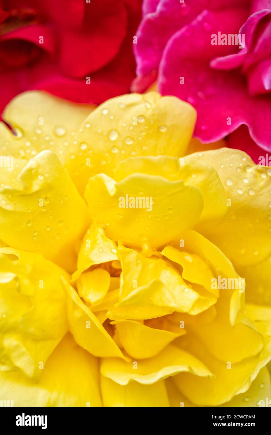Mixed color roses hi-res stock photography and images - Alamy