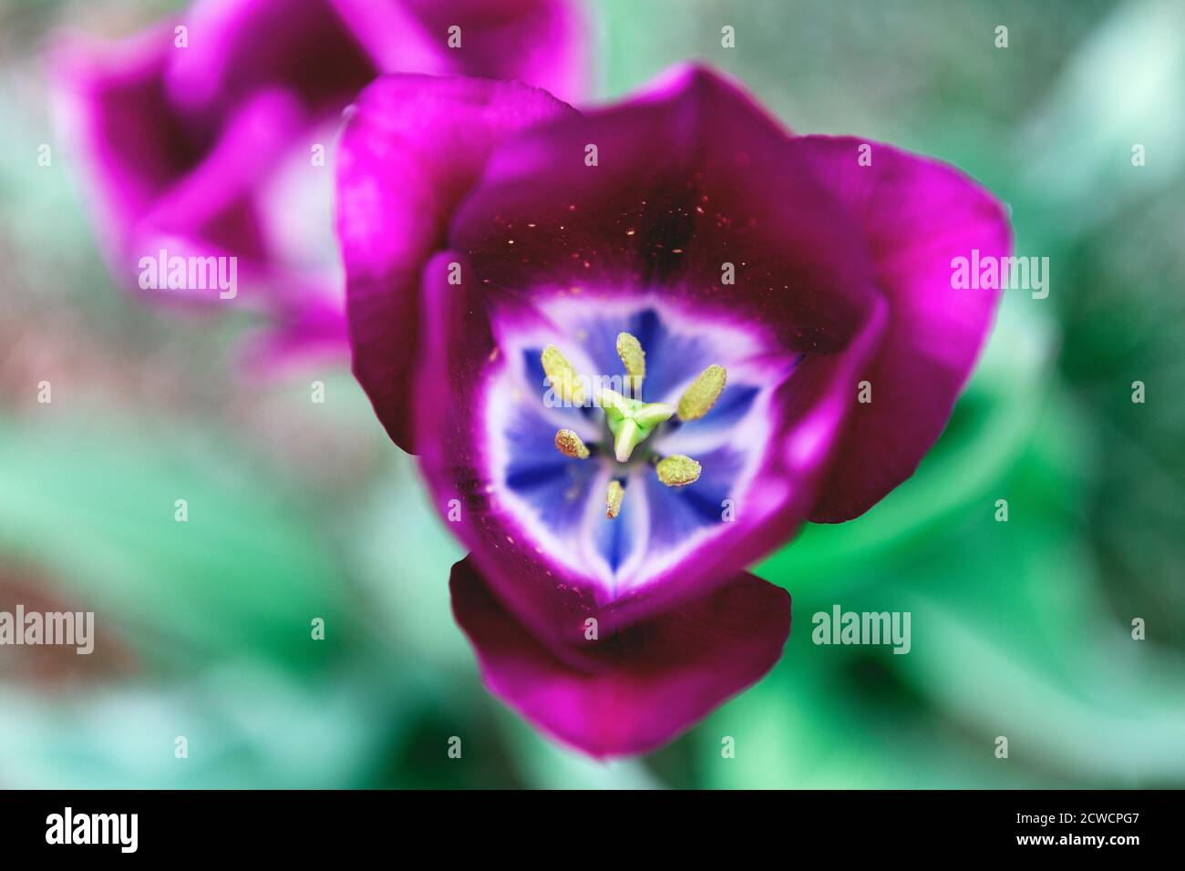 Tulip wallpaper hi-res stock photography and images - Alamy