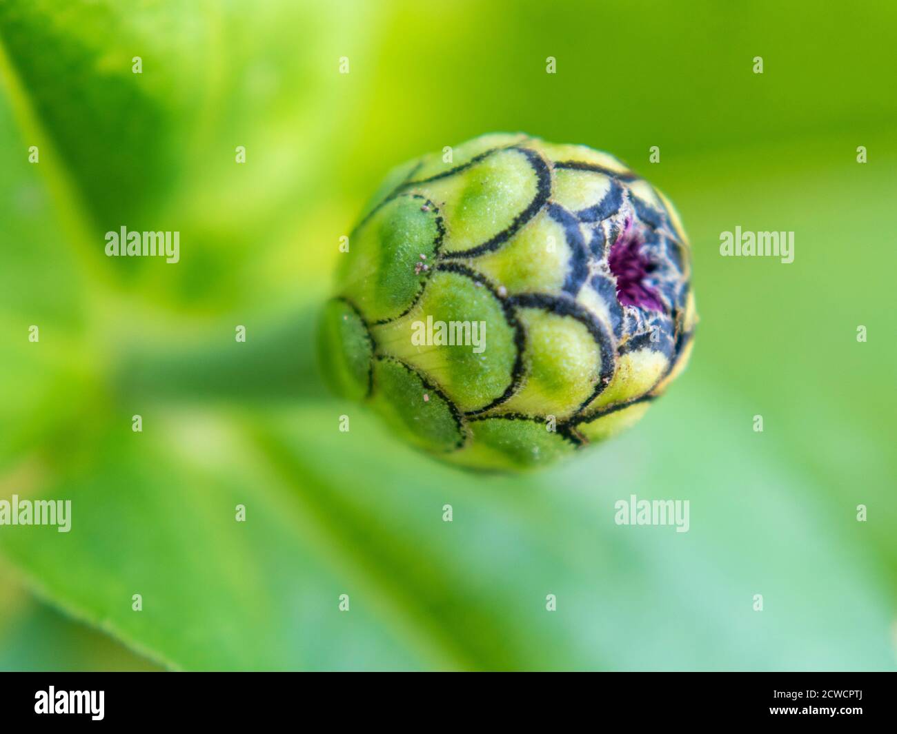 Macro of zinnia flower bud, Zinnia-elegans close up Stock Photo - Alamy
