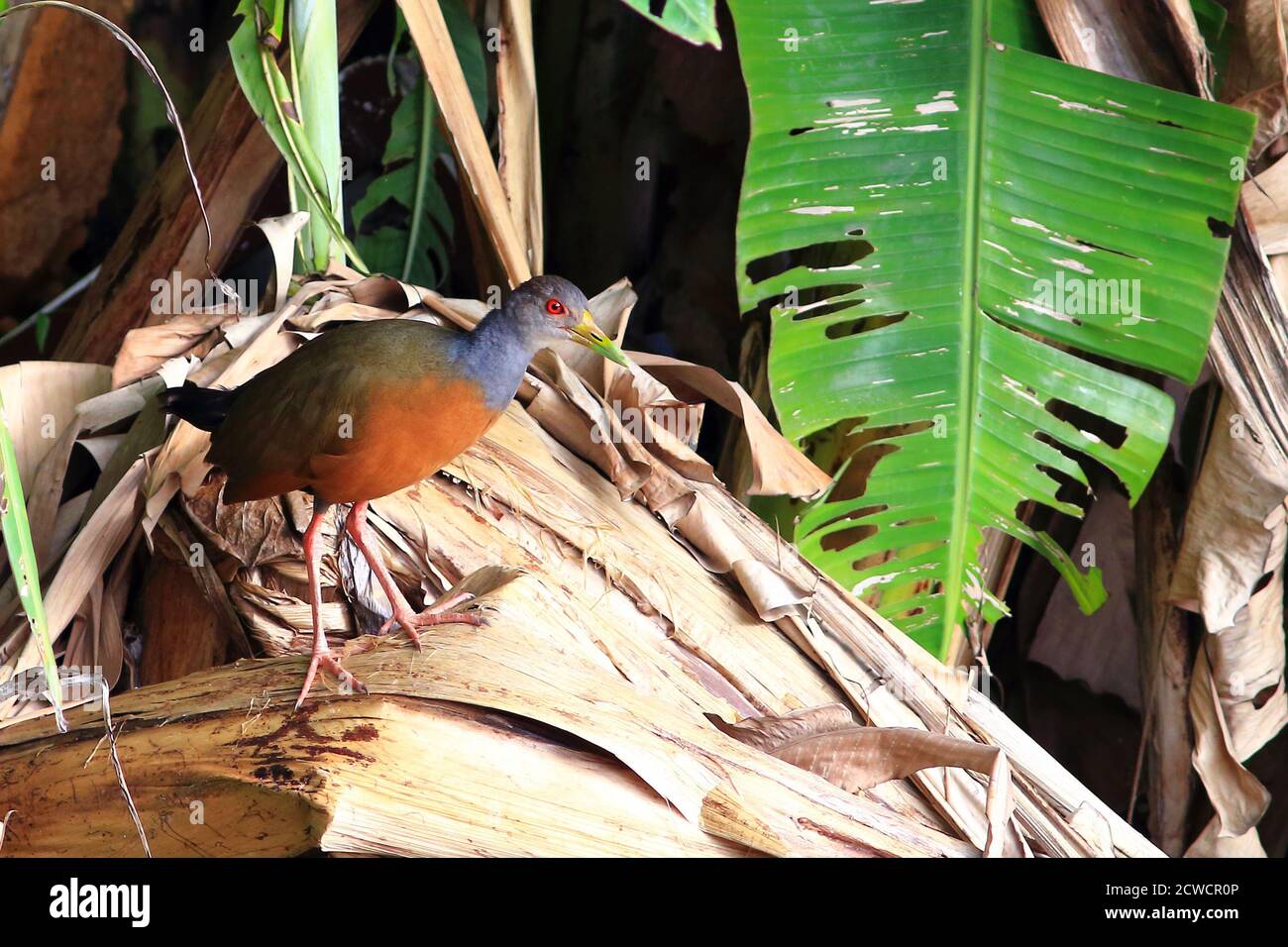Gray-necked Wood-Rail (Aramides cajaneus) perched on the ground amid ...