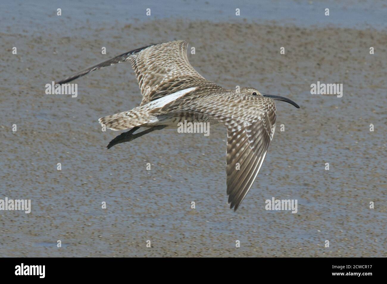 Migrating whimbrel hi-res stock photography and images - Alamy