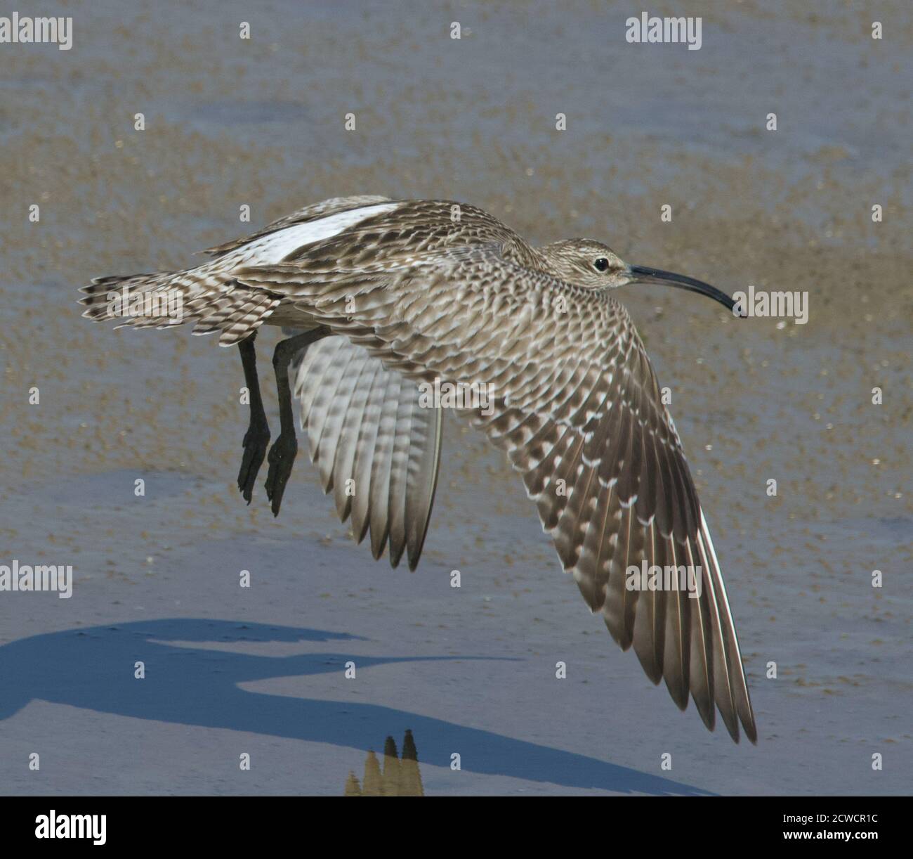 Migrating whimbrel hi-res stock photography and images - Alamy