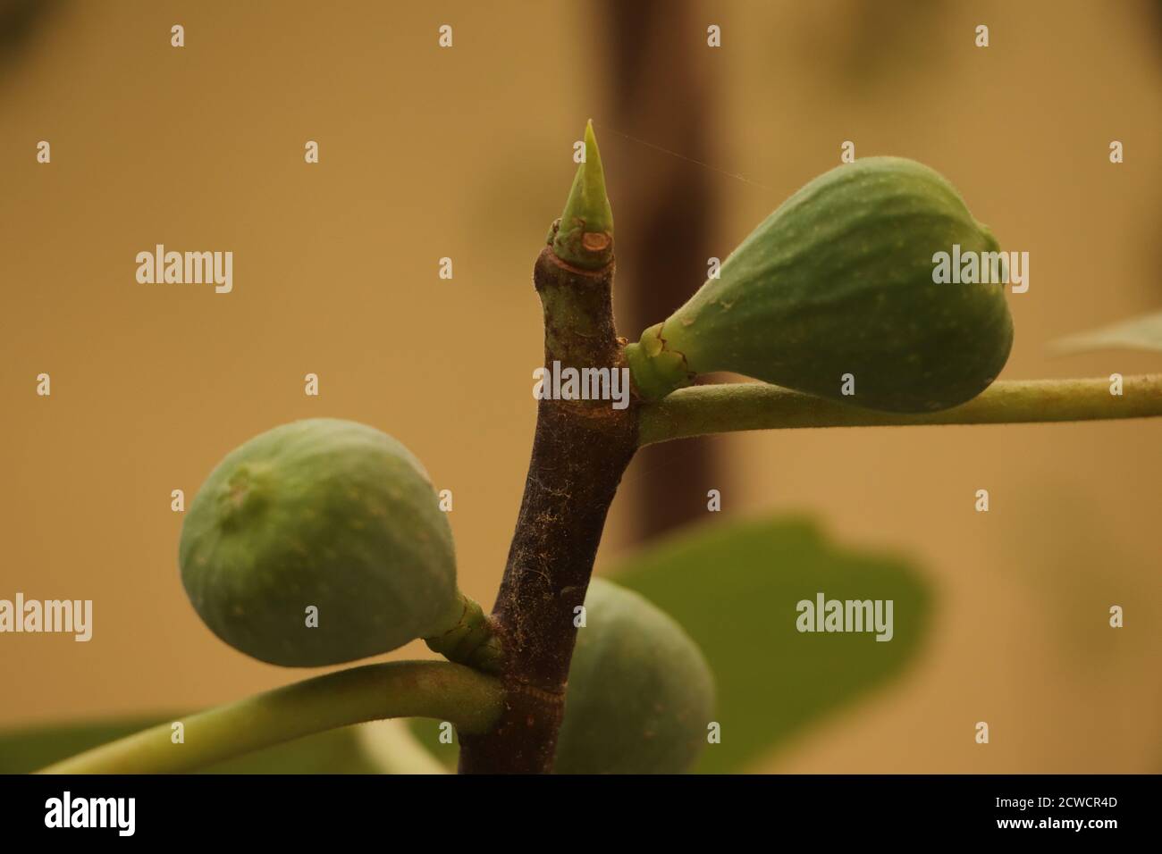 Fig shell hi-res stock photography and images - Alamy