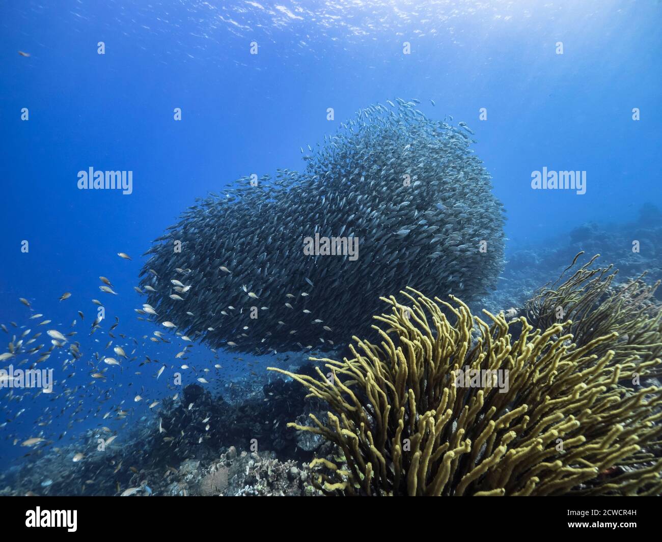 Bait ball / school of fish in turquoise water of coral reef in ...
