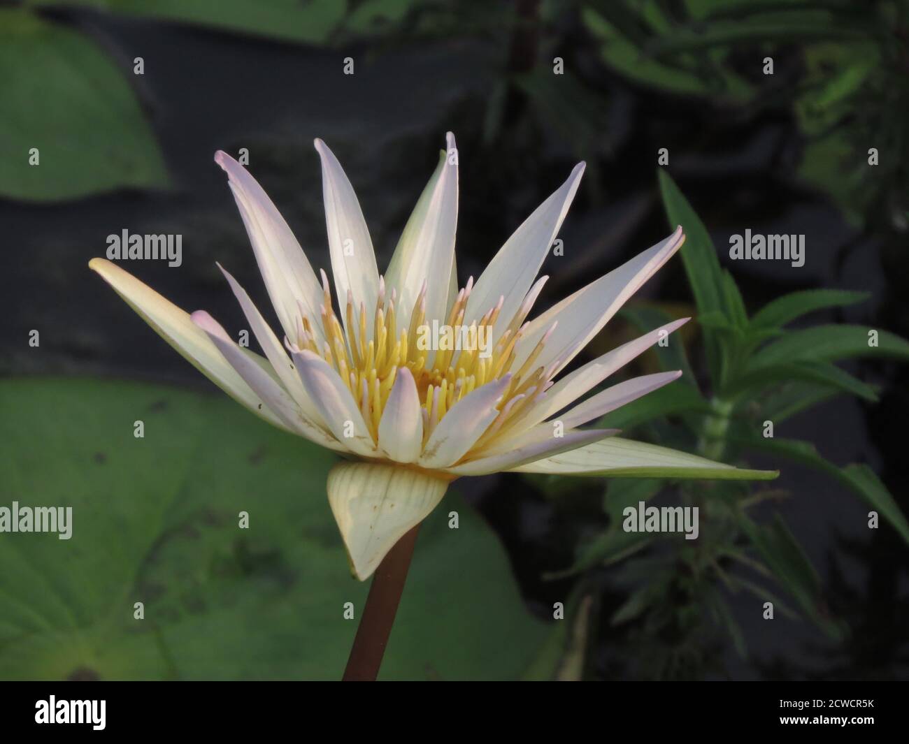 Closeup shot of nymphaea flower Stock Photo - Alamy