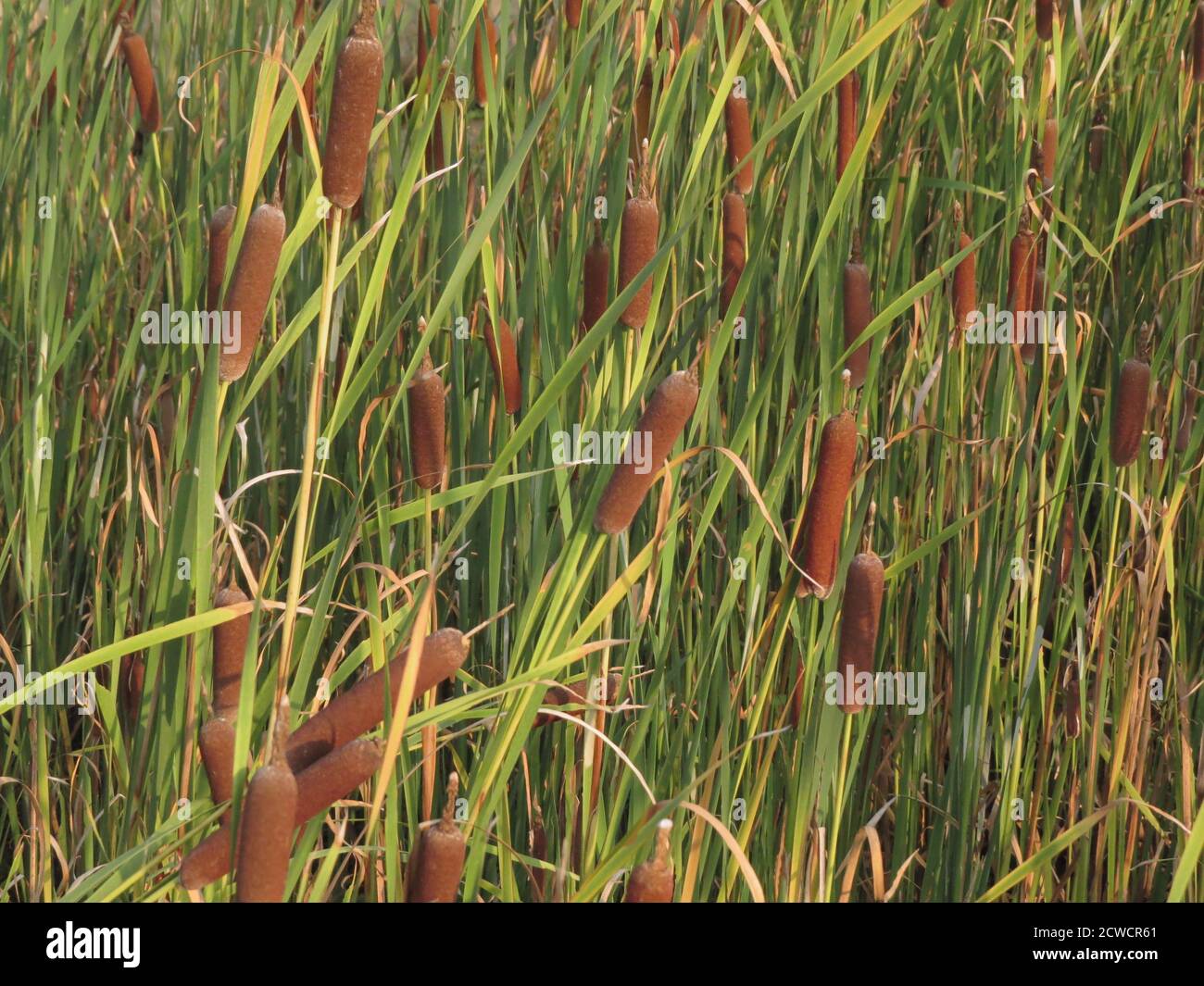 Narrowleaf cattail typha angustifolia hi-res stock photography and ...