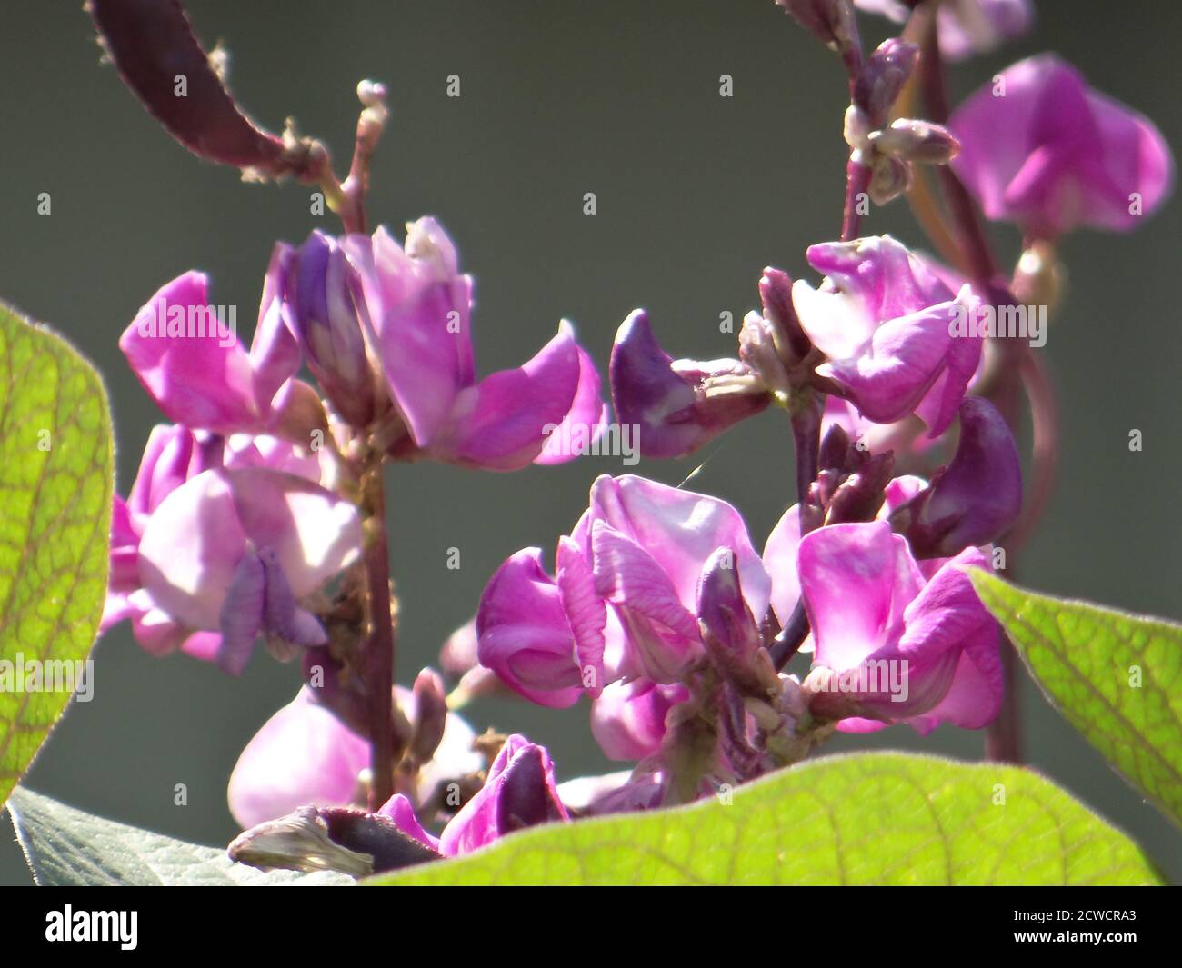 Dolichos plant hi-res stock photography and images - Alamy
