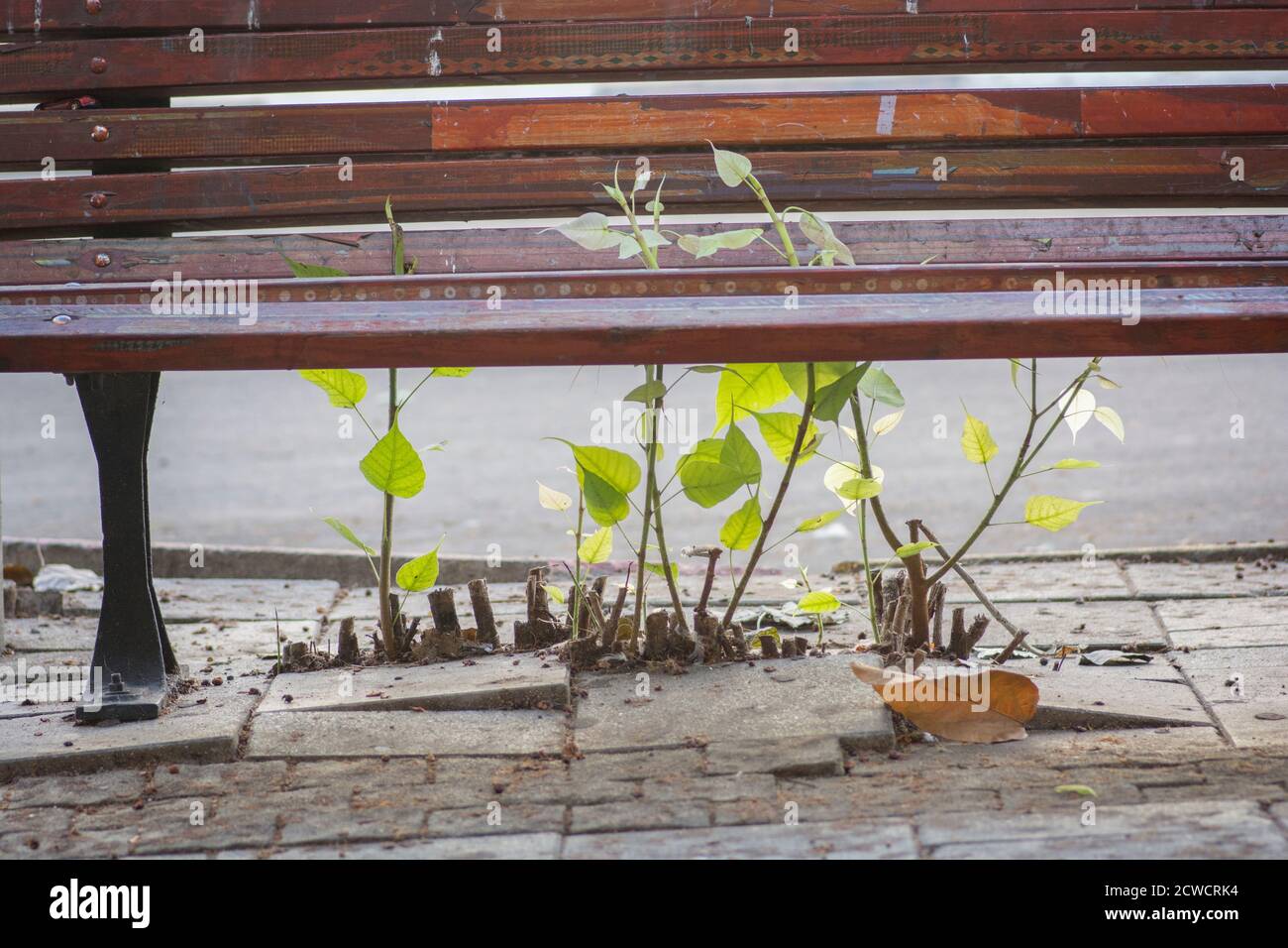 Nature is thriving during Covid-19 lockdown: A plant grows through a ...