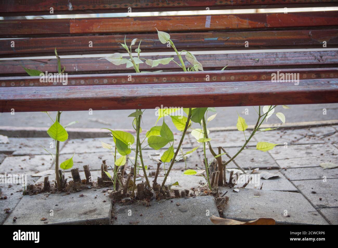 Nature is thriving during Covid-19 lockdown: A plant grows through a ...
