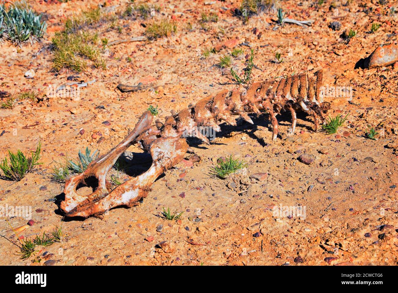 Escalante animal hi-res stock photography and images - Alamy