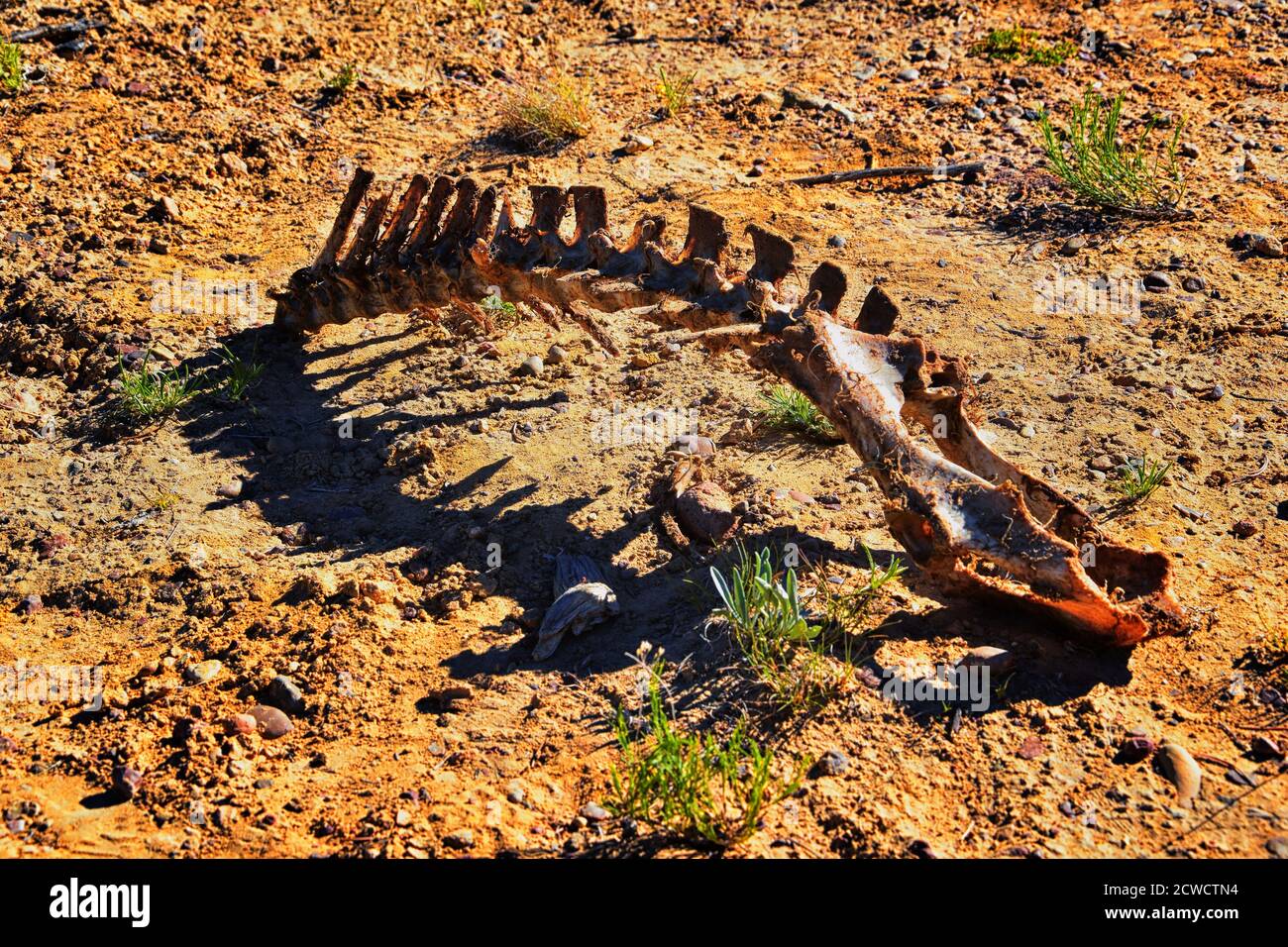 Skeleton of an animal mammal in the desert, outback on the Escalante ...