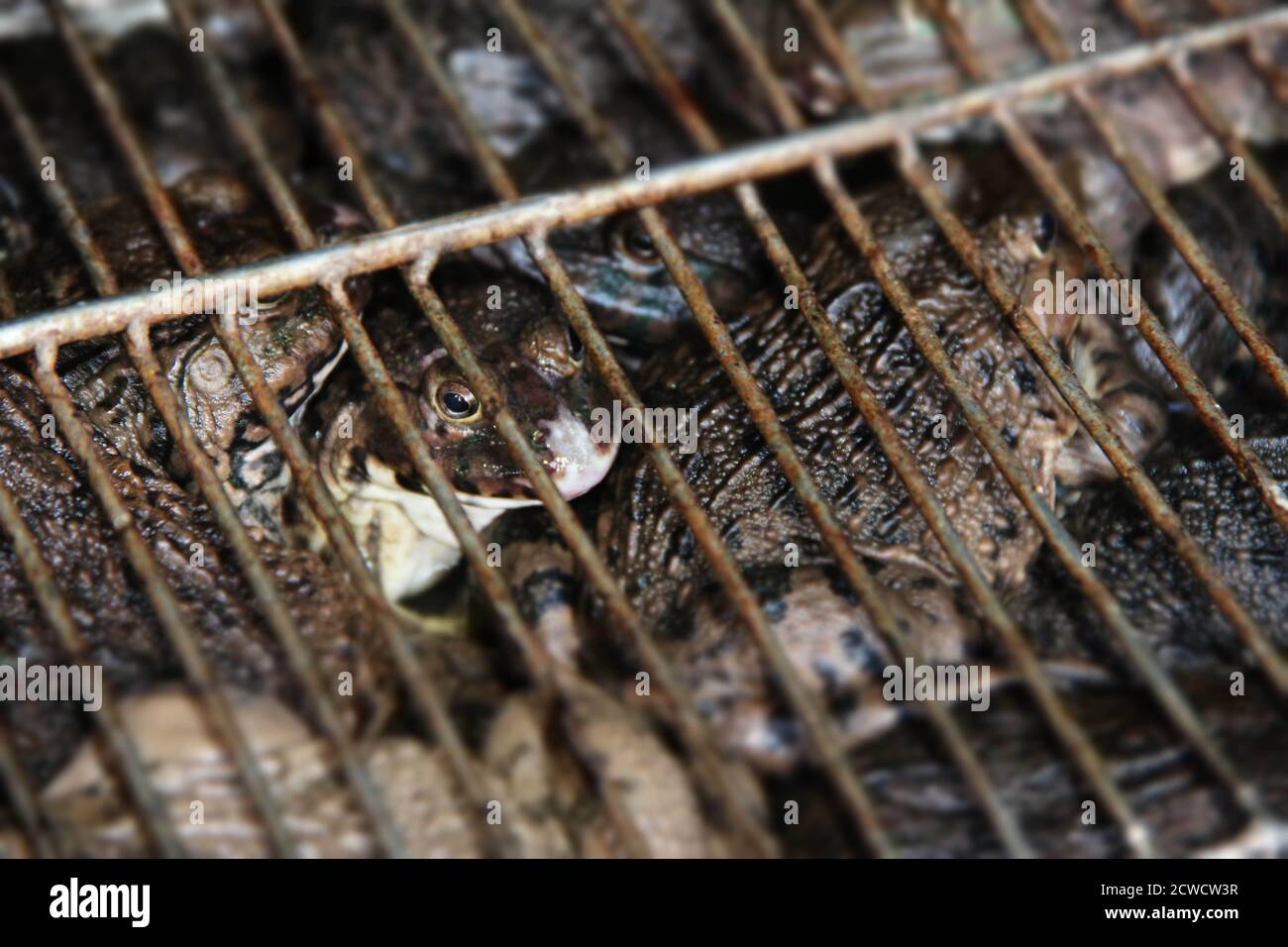 closeup of caged toads on vietnamese market waiting to be sold Stock ...