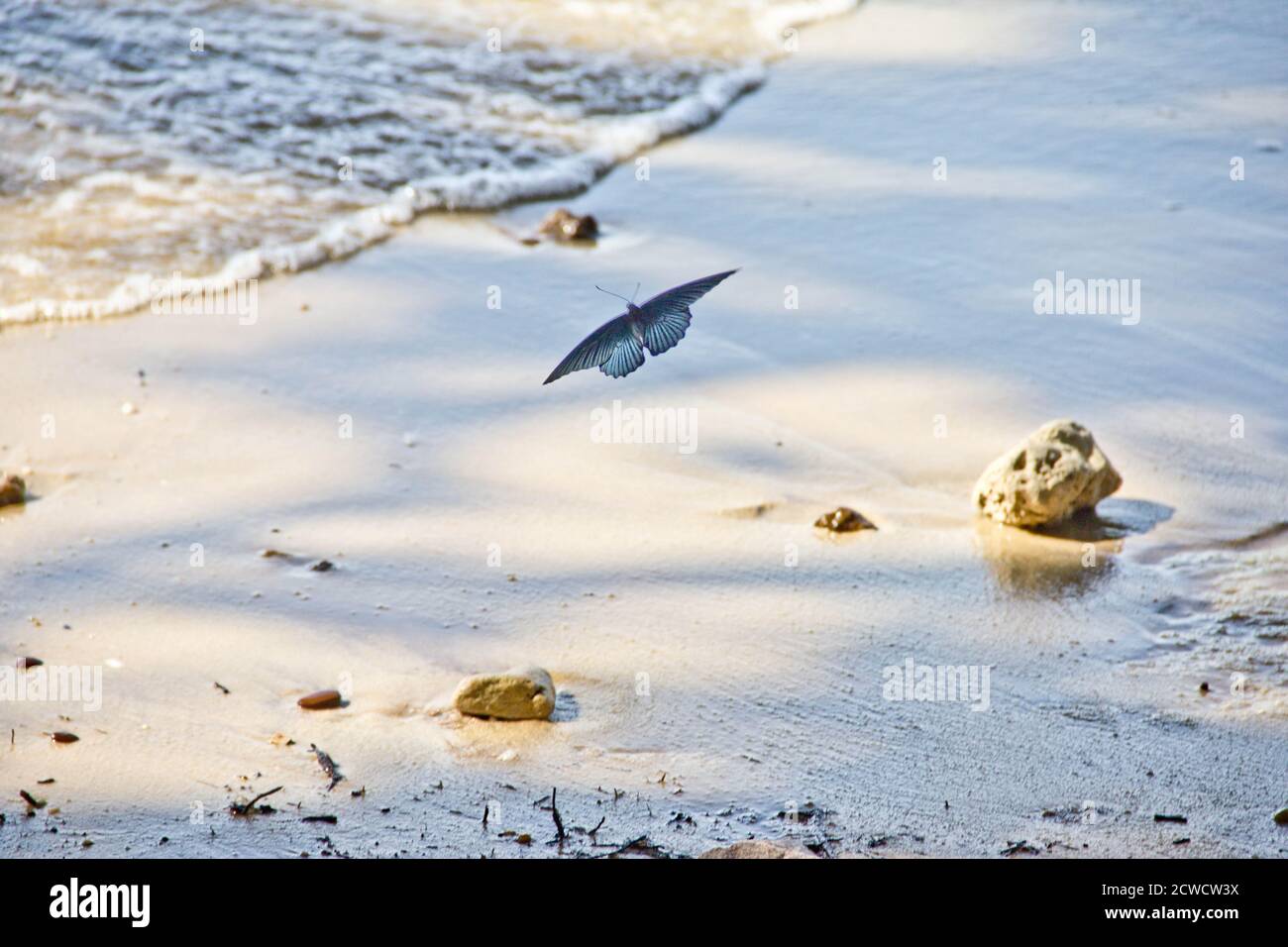 Butterfly flying over the beach with the sea crossing over the sand ...