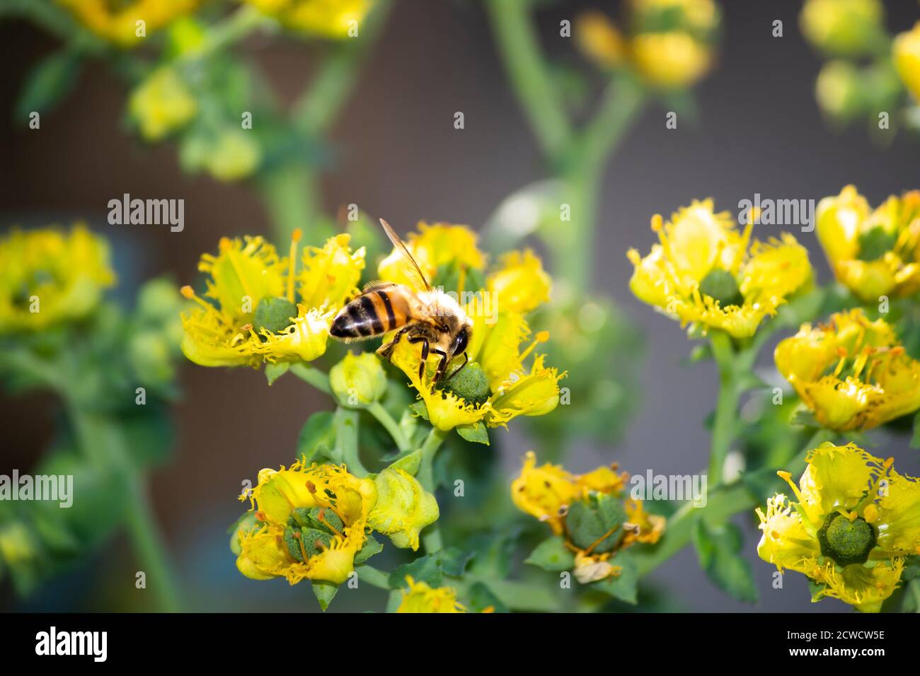 Worker honey bee apis hi-res stock photography and images - Alamy
