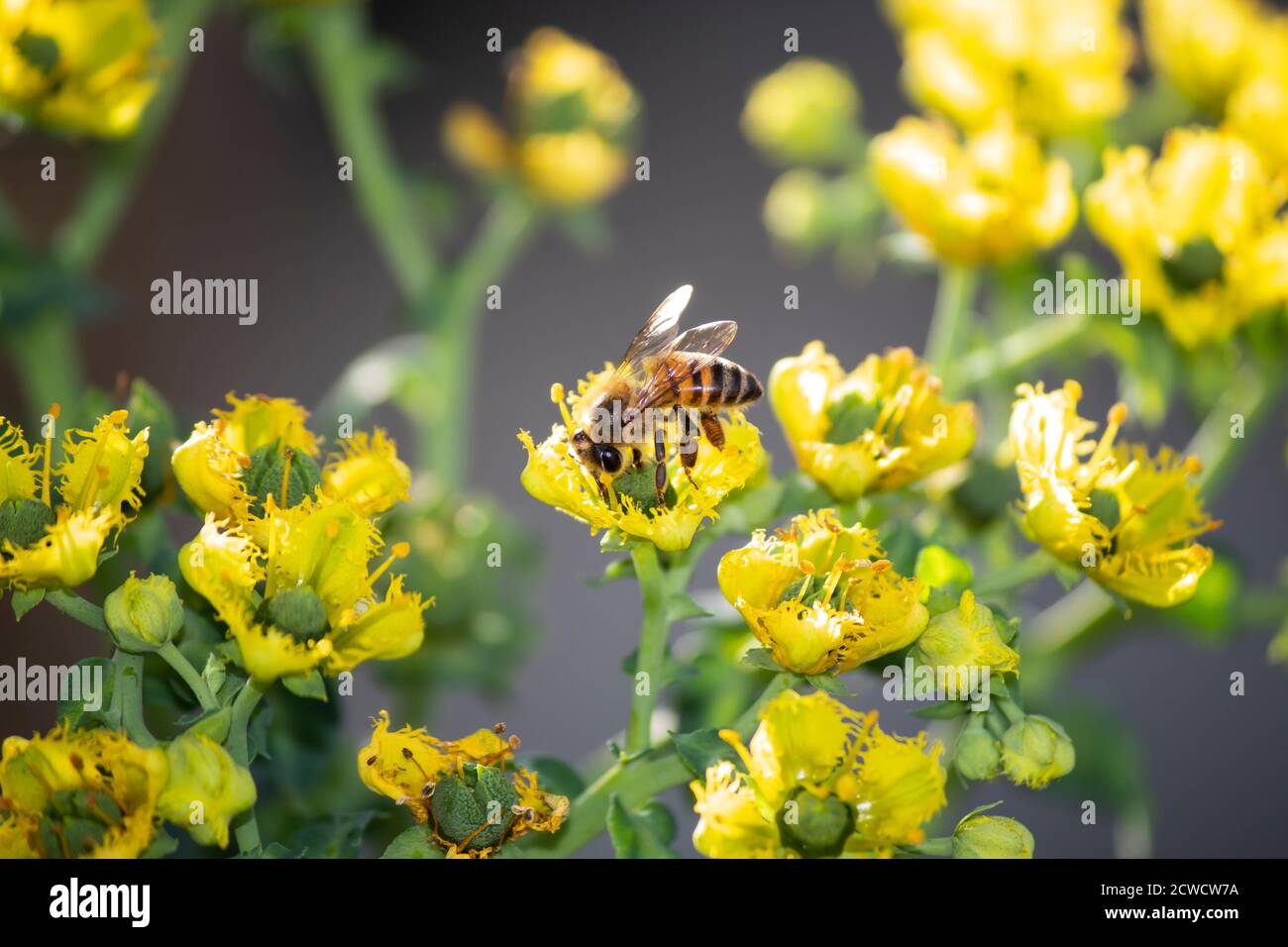 Bee collecting pollen from flowers Stock Photo - Alamy