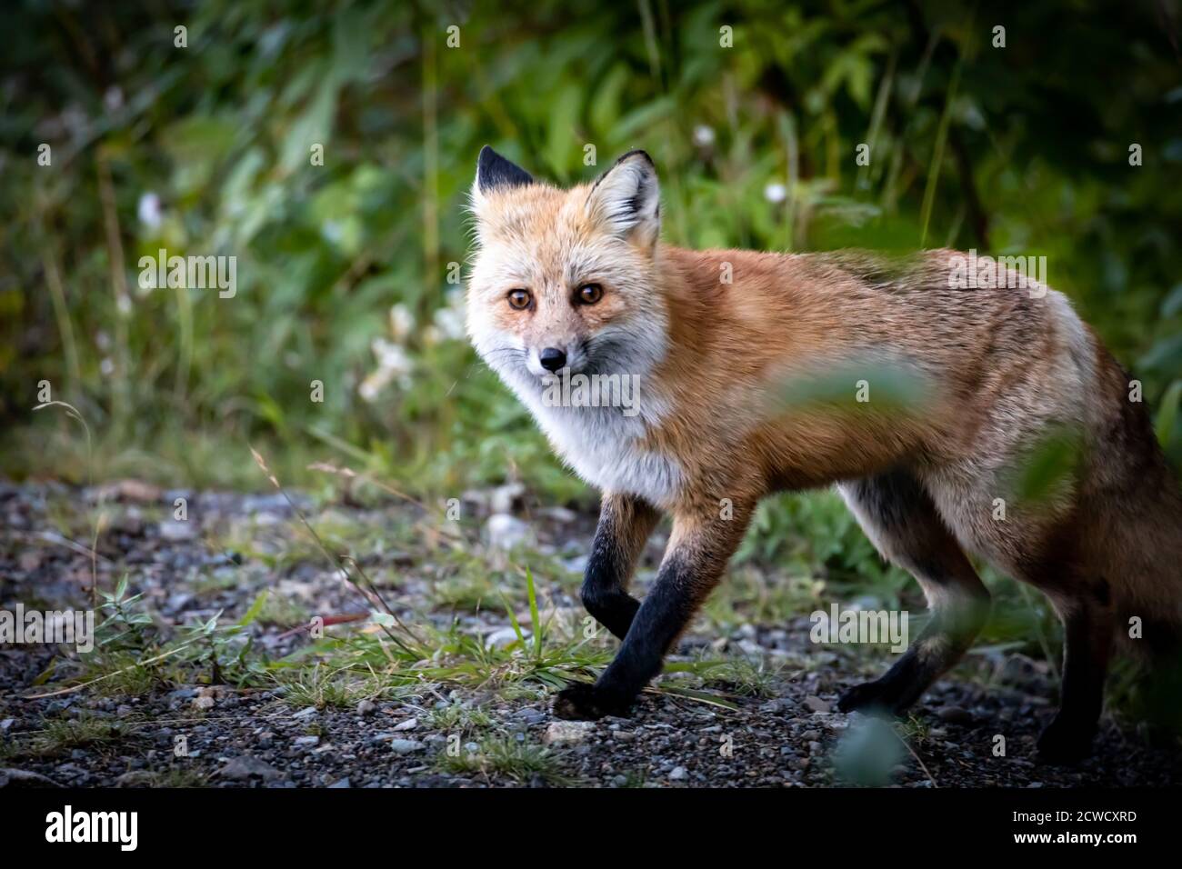 Red fox on Mt Rainier National park Stock Photo - Alamy