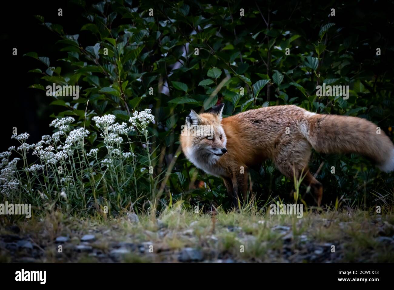 Cascade Red Fox High Resolution Stock Photography and Images - Alamy