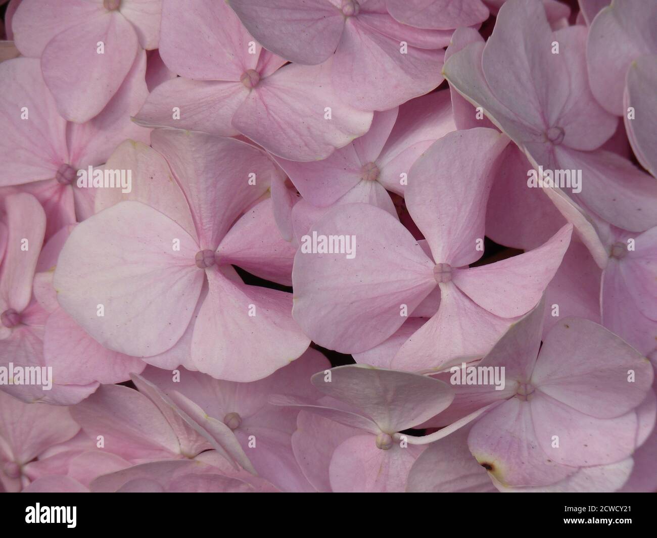 Closeup shot of pink Hydrangea flowers Stock Photo - Alamy