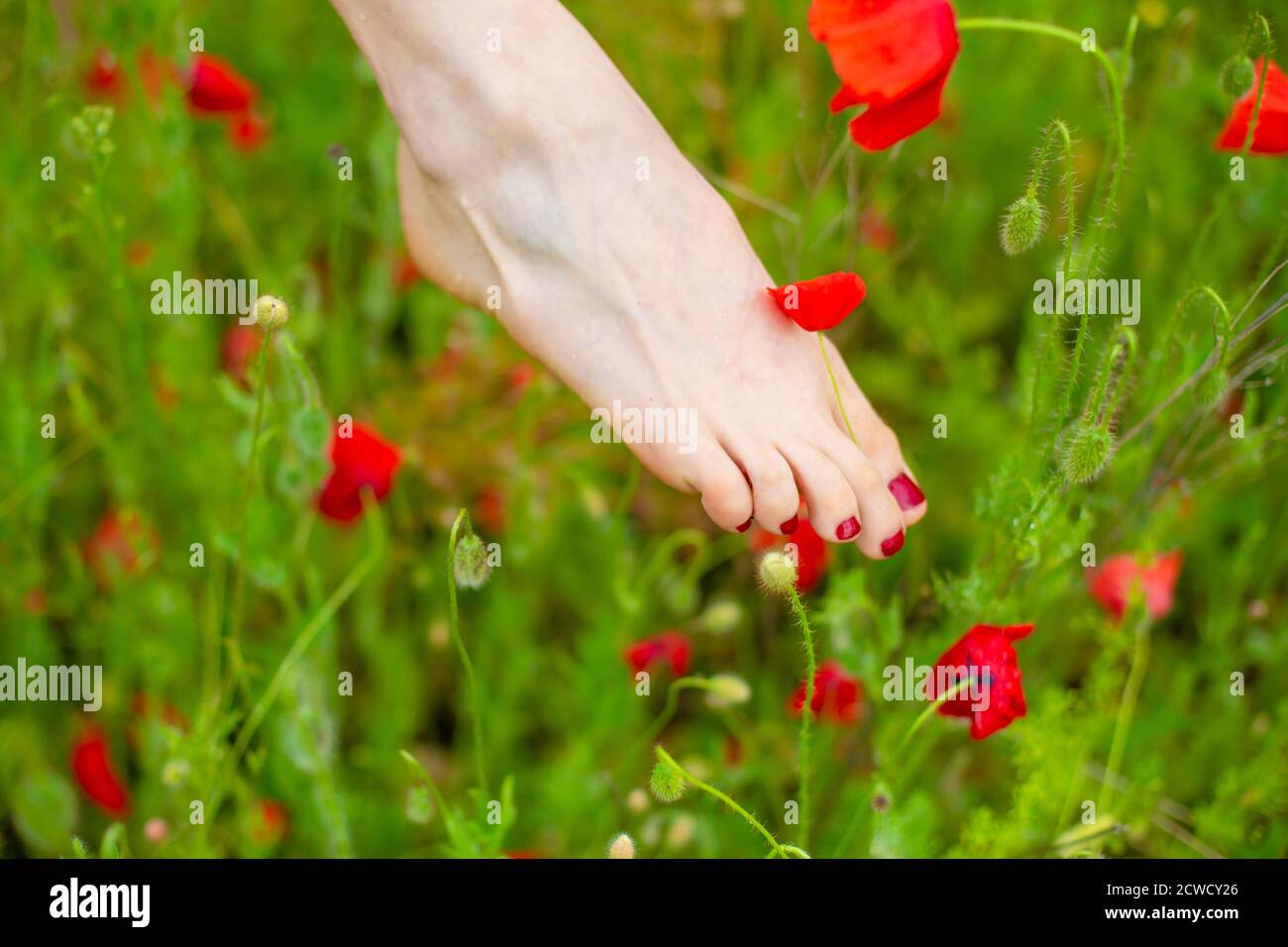 A girl runs barefoot across a poppy field. Red blooming poppy flowers ...