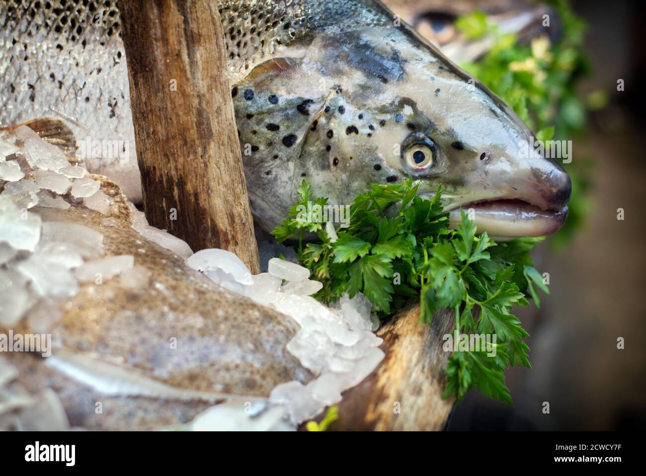 Fish on a Fish Stall Stock Photo - Alamy