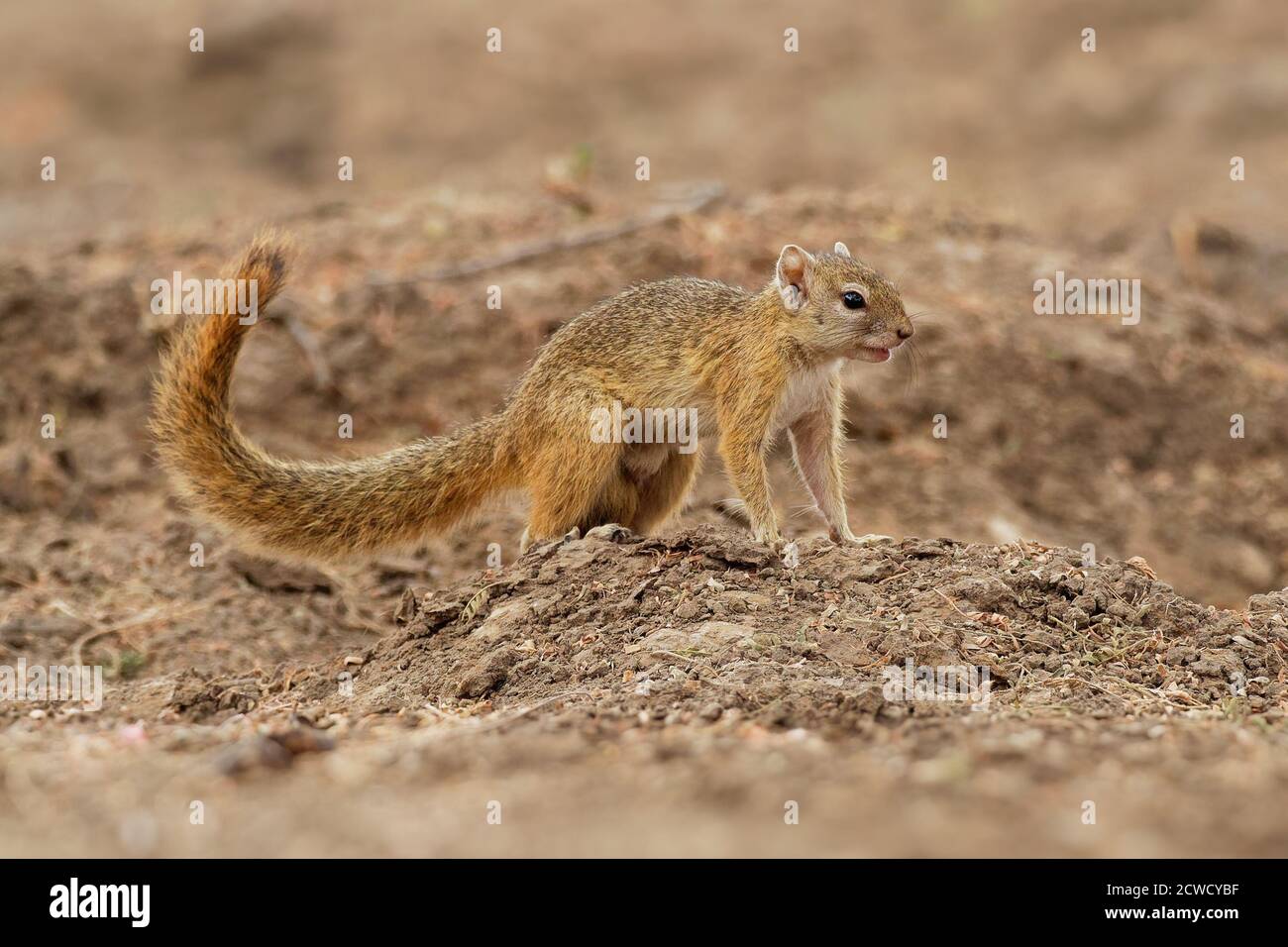 Smiths bush squirrel - Paraxerus (Sciurus) cepapi known as the yellow ...