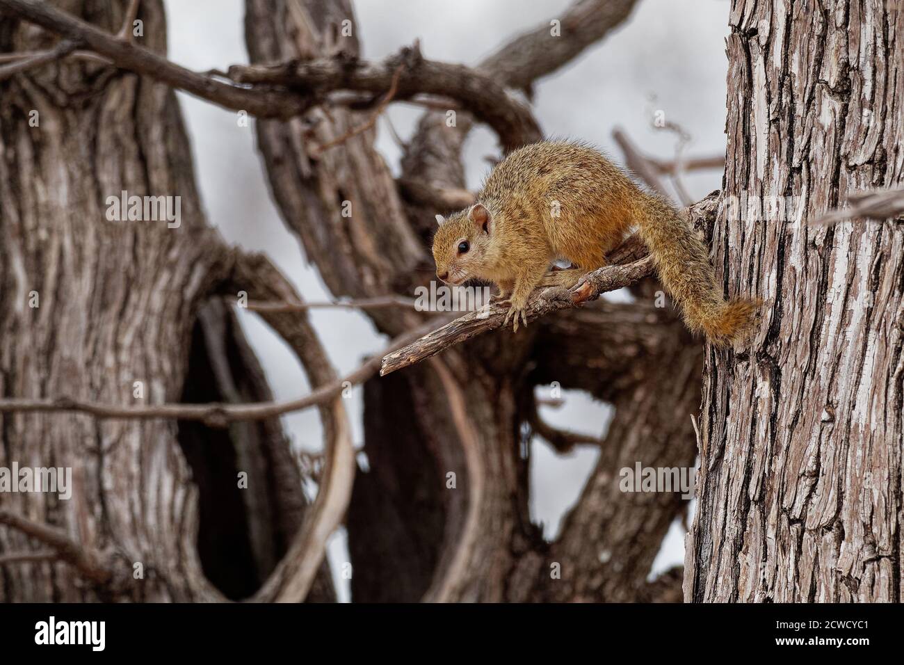 Smiths bush squirrel - Paraxerus (Sciurus) cepapi known as the yellow ...