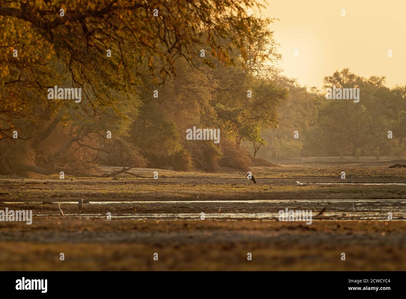 Landscape scenery in Mana Pools National Park in Zimbabwe, Africa with ...