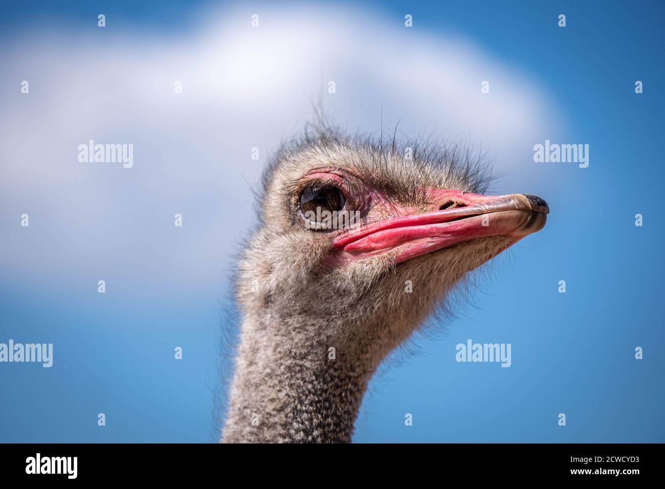 Head of young ostrich. Low angle shot of the side view of an ostrich ...