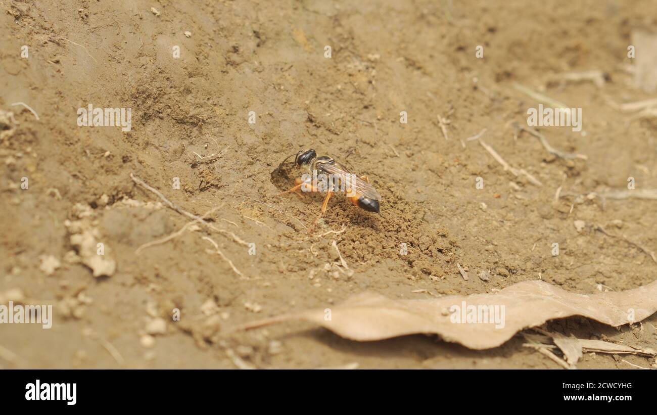 Earwigs wood hi-res stock photography and images - Alamy