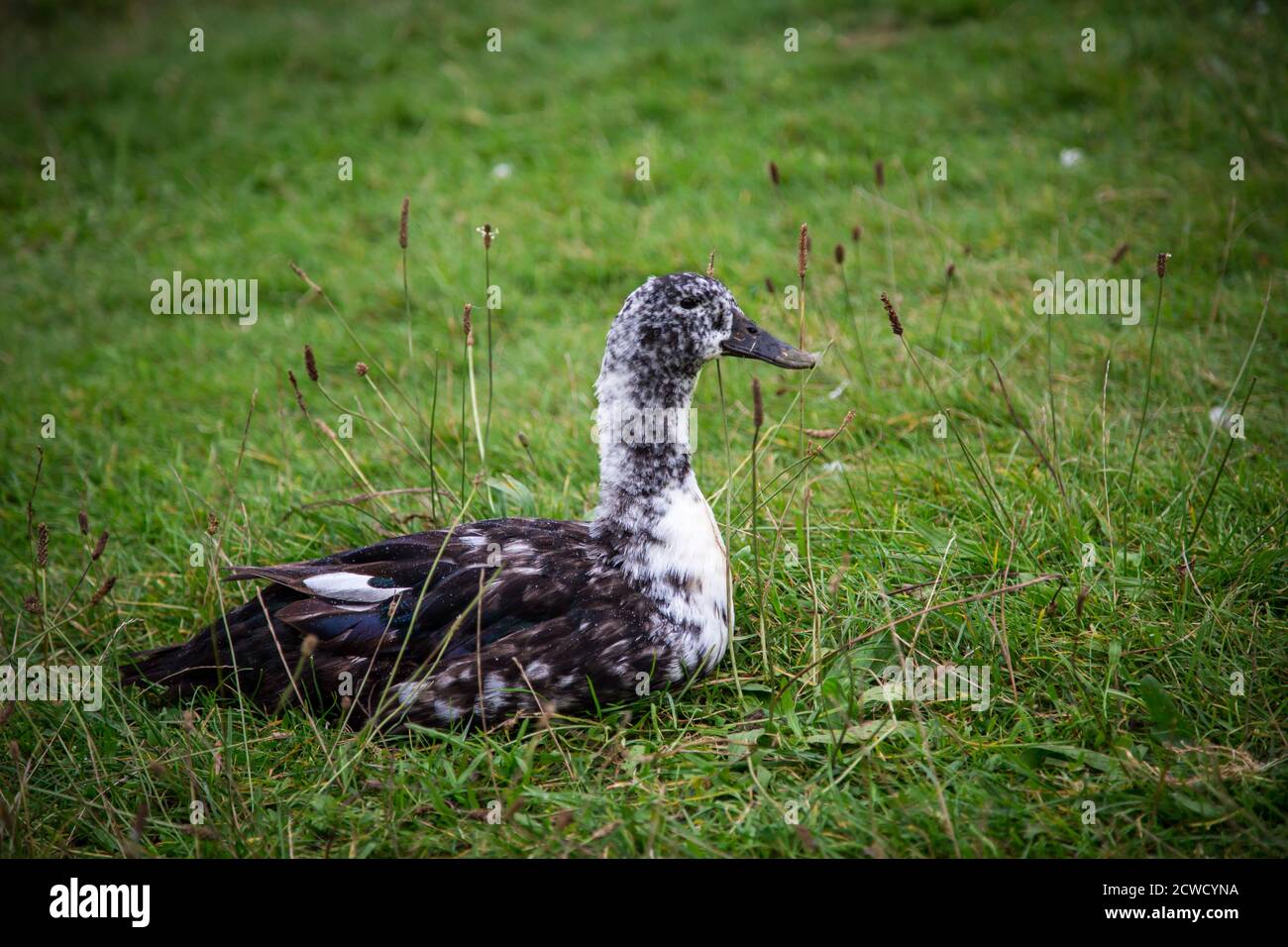 Old duck lying hi-res stock photography and images - Alamy