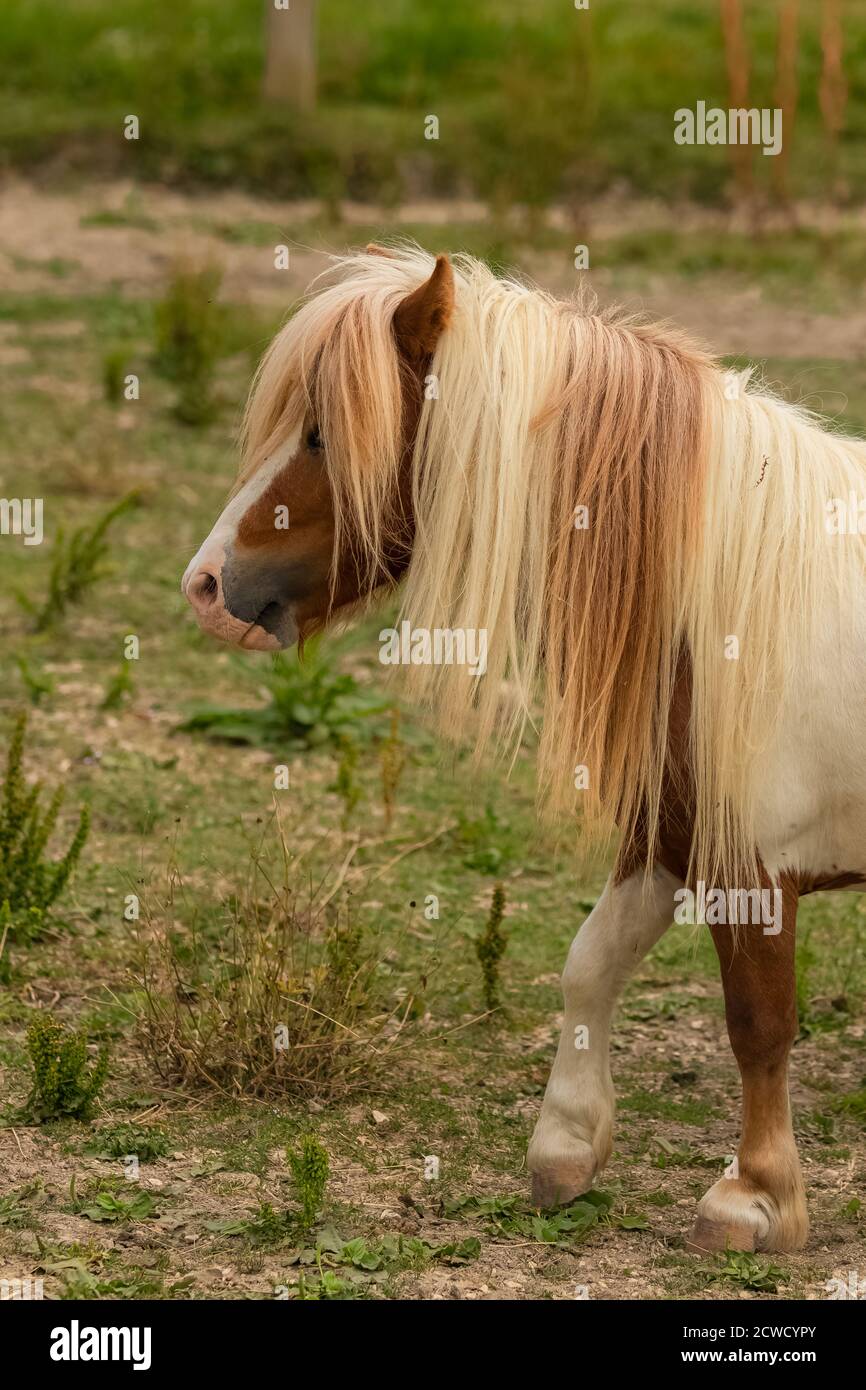 Brown arabian pony hi-res stock photography and images - Alamy