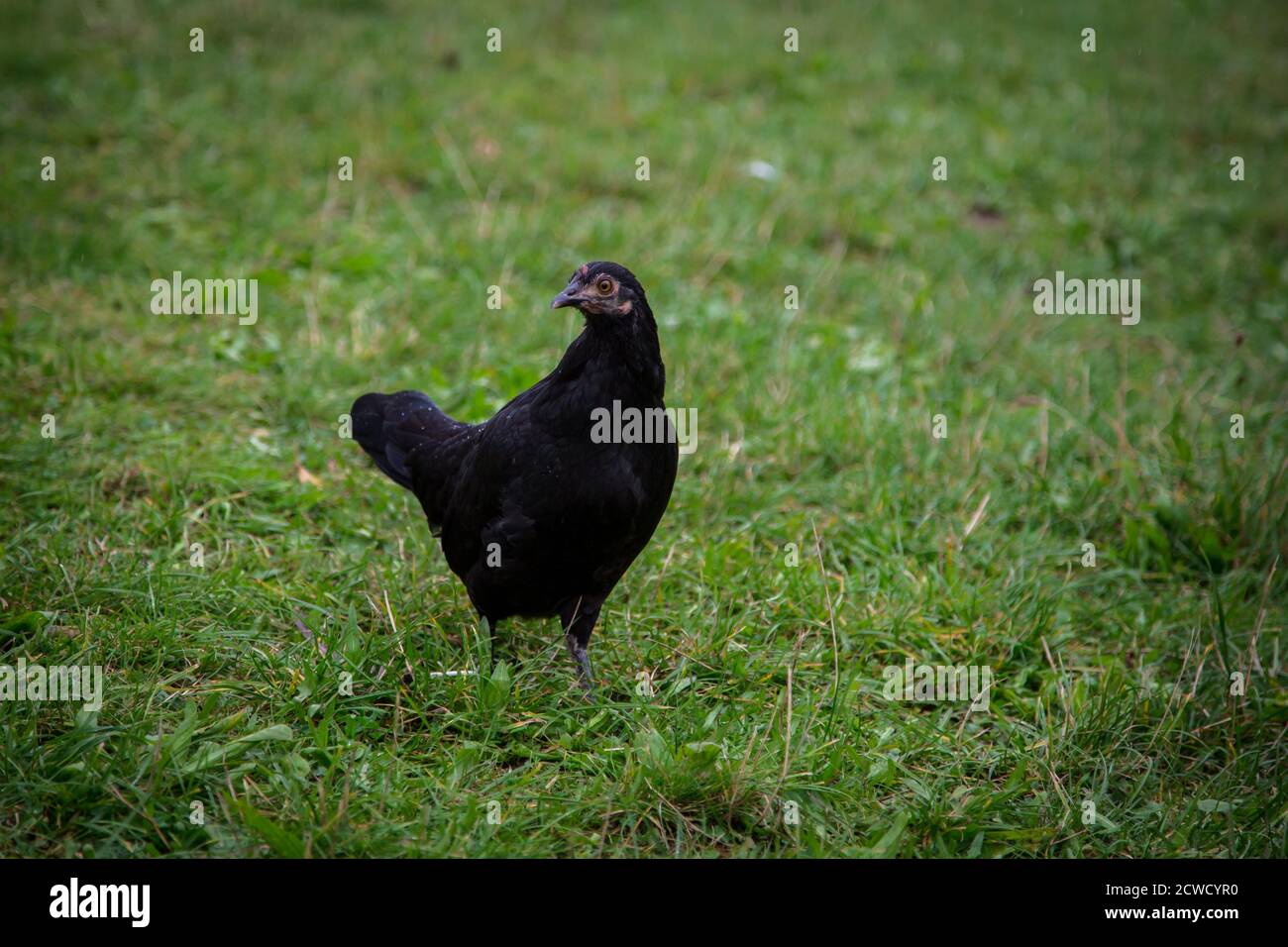 Full black Stoapiperl/ Steinhendl hen, an endangered chicken breed from ...