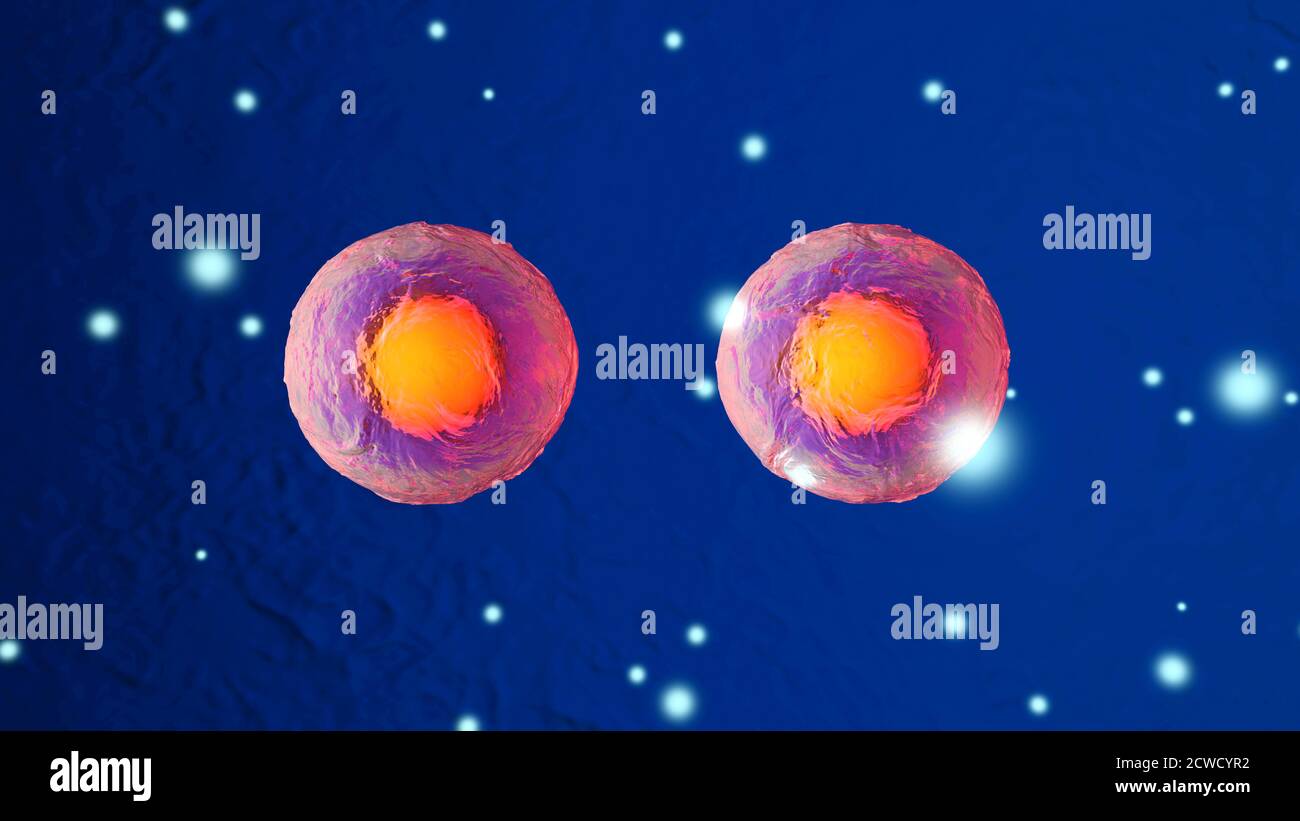 3D Illustration of Mitosis or cell division of biological stem cells ...