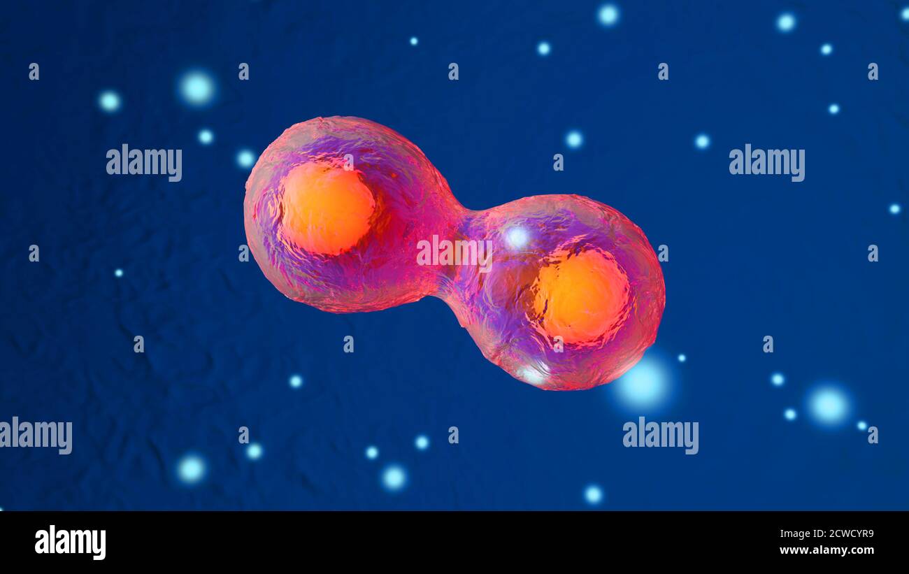 3D Illustration of Mitosis or cell division of biological stem cells ...