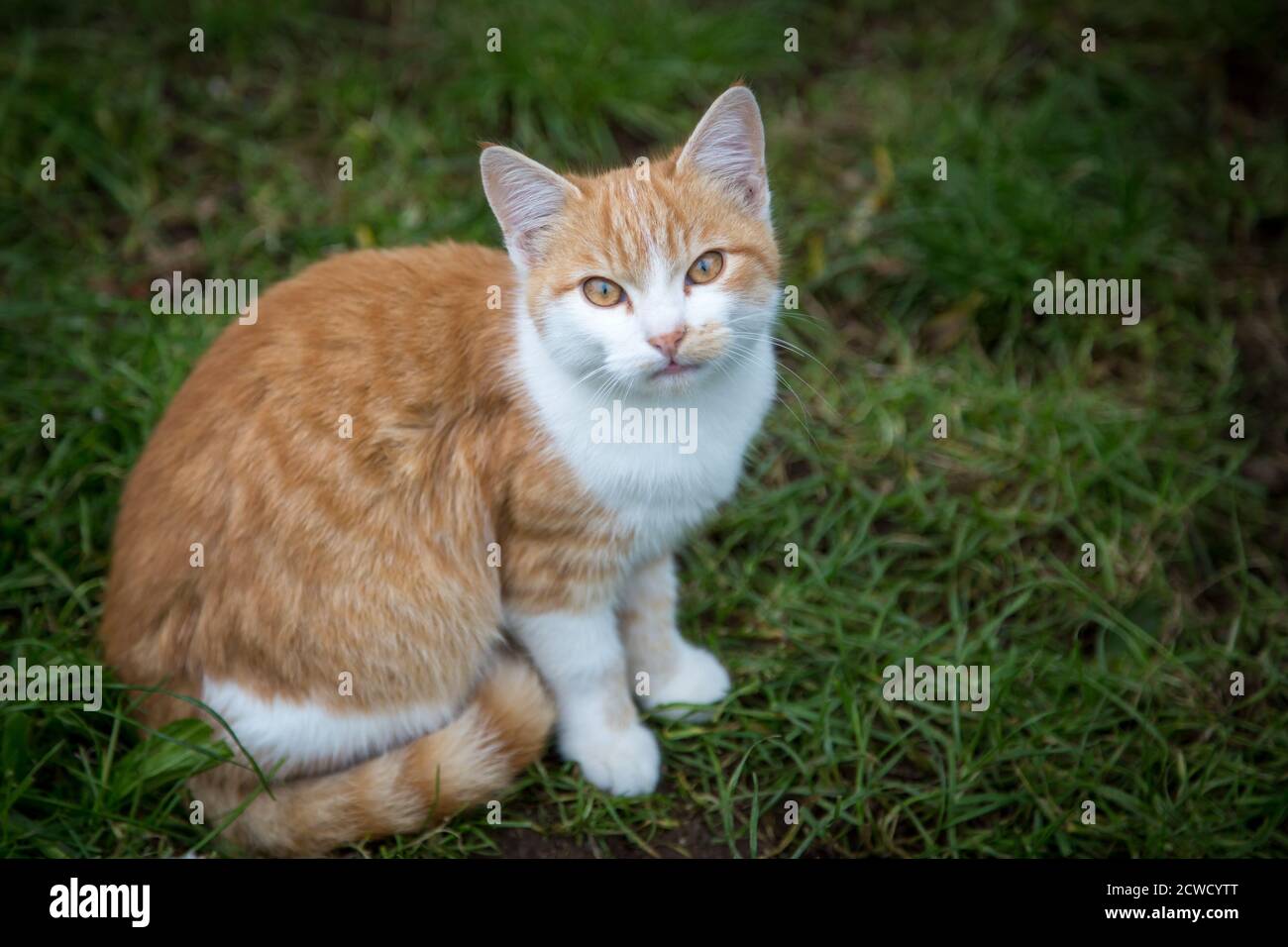 Portrait red white cat hi-res stock photography and images - Alamy