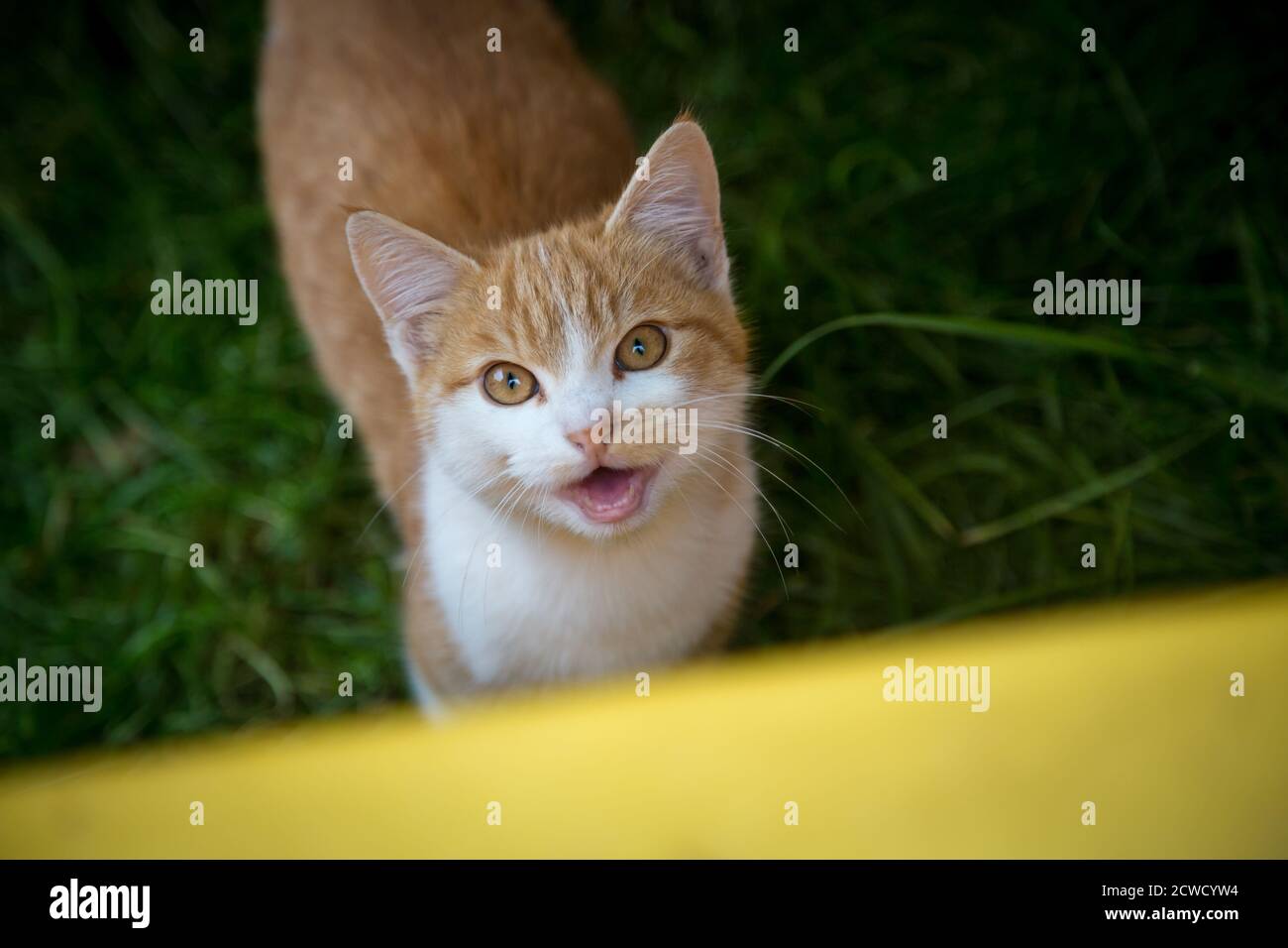Red tabby young tom-cat Stock Photo - Alamy