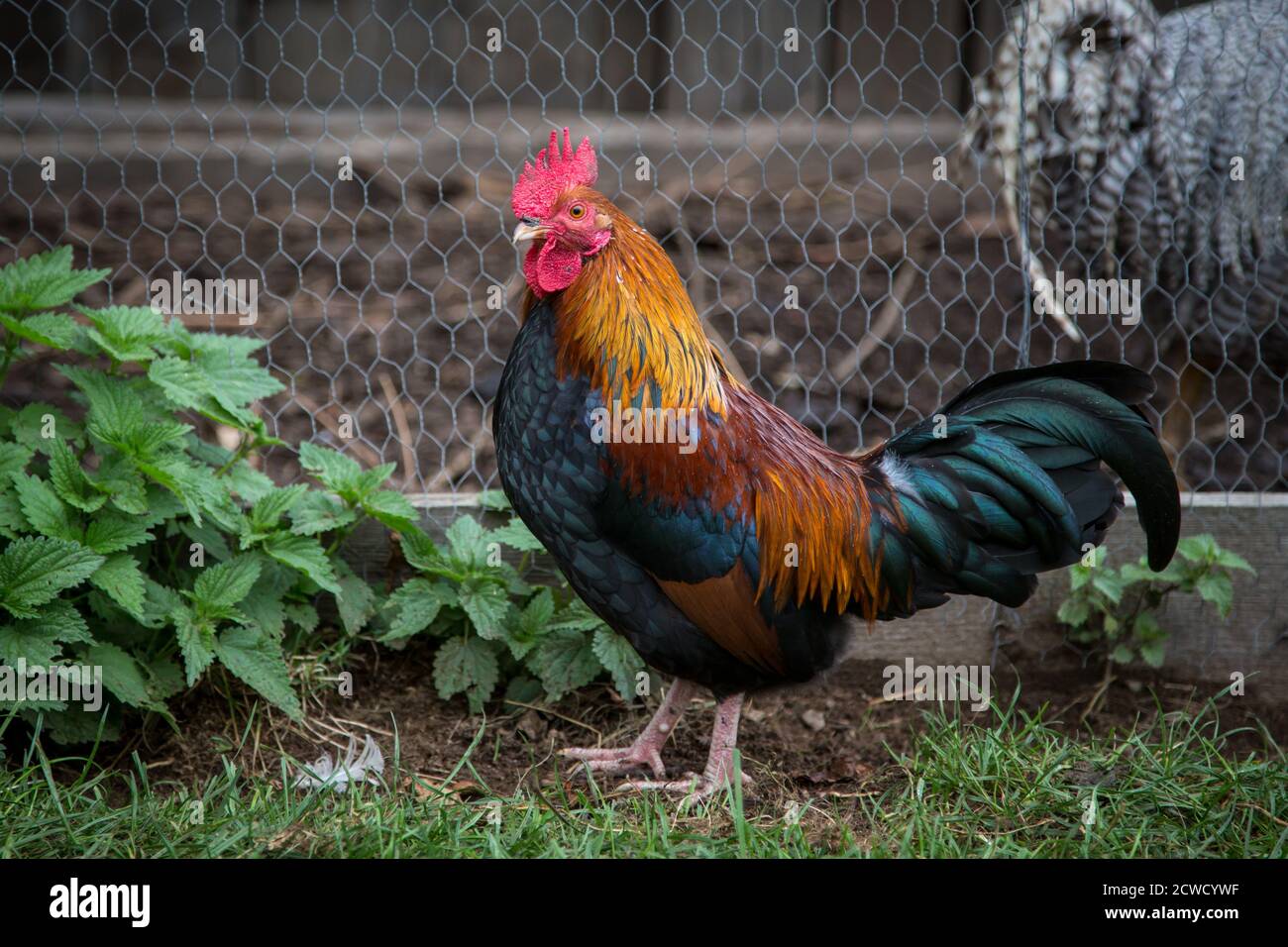 Steinhendl rooster hi-res stock photography and images - Alamy