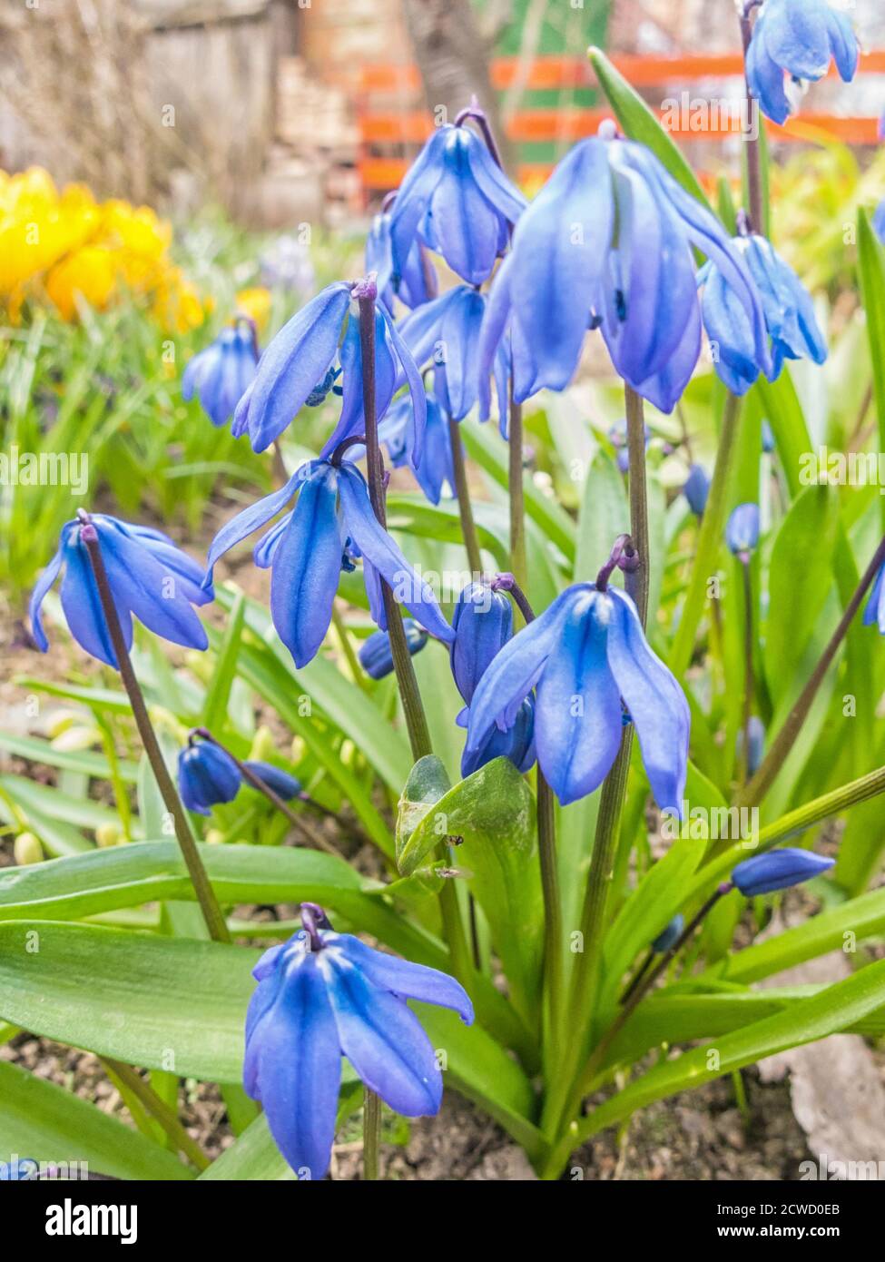 Purple crocus scilla hi-res stock photography and images - Alamy
