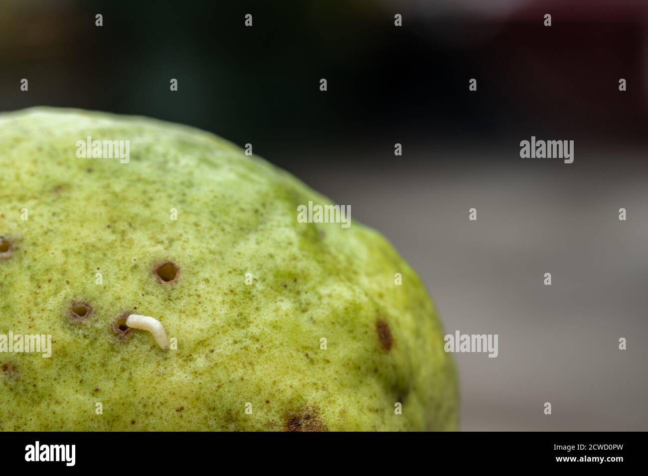 Rotten guava hi-res stock photography and images - Alamy