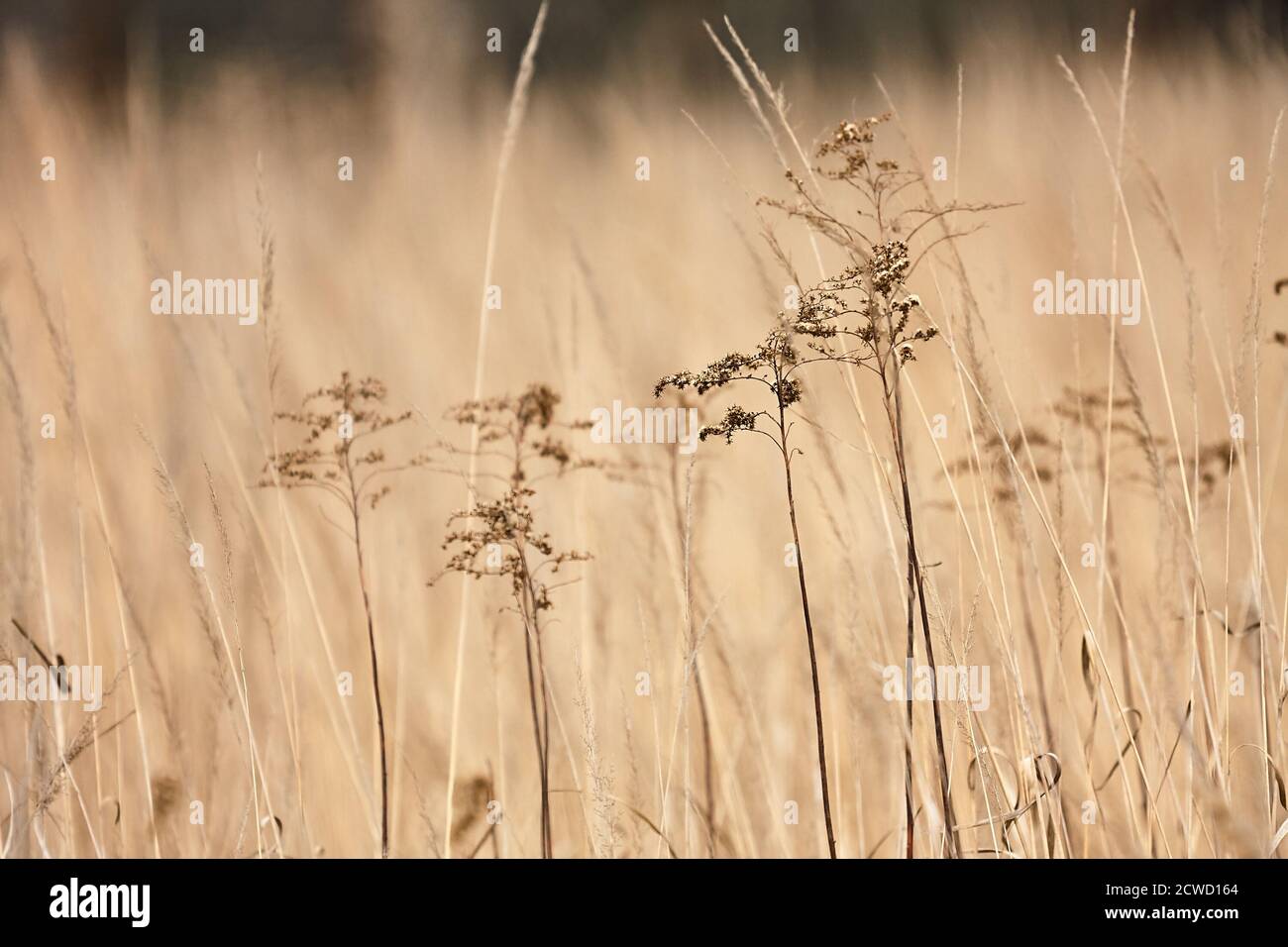 Weed plant growing Stock Photo - Alamy