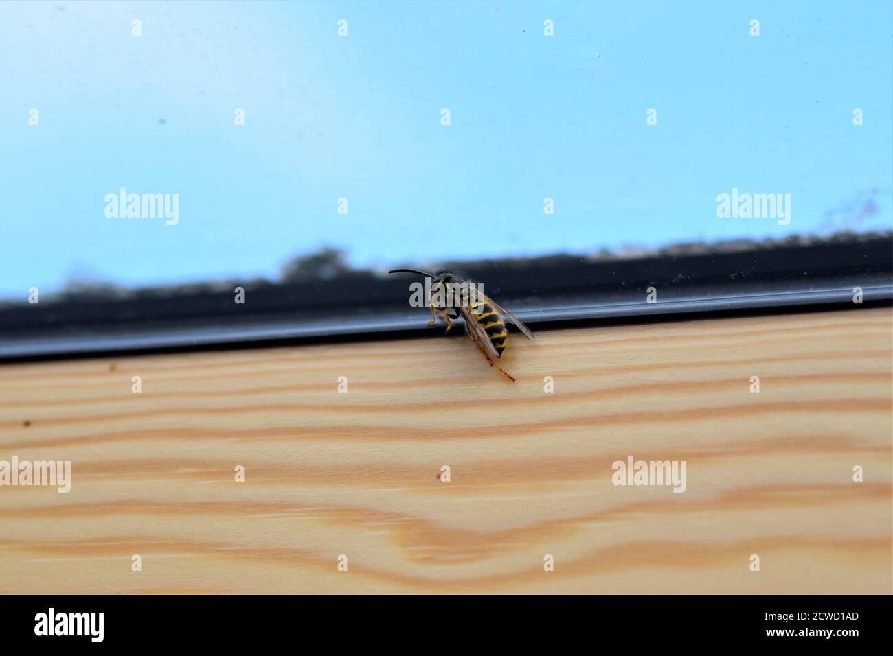 Wasp on the inside of a window frame Stock Photo - Alamy
