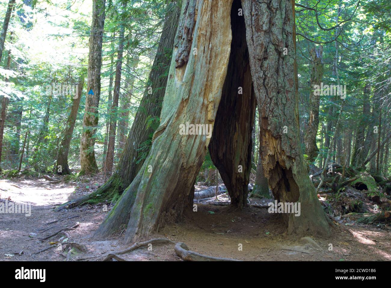 Estivant pines hi-res stock photography and images - Alamy