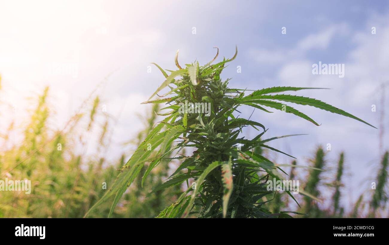 Hemp field With Cannabis plants rich with Cbd oil Stock Photo - Alamy