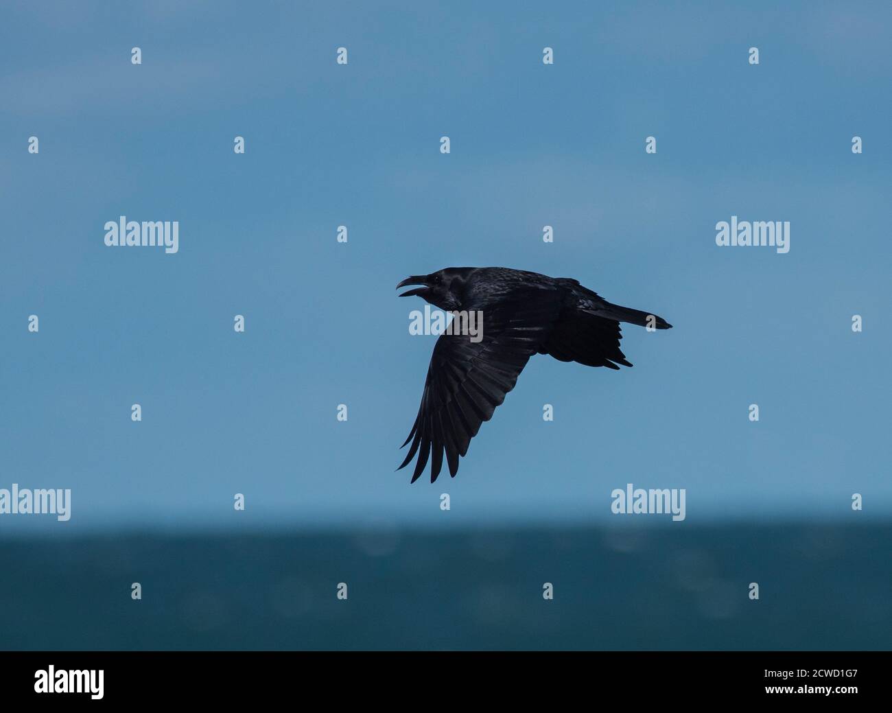 Raven in flight calling hi-res stock photography and images - Alamy