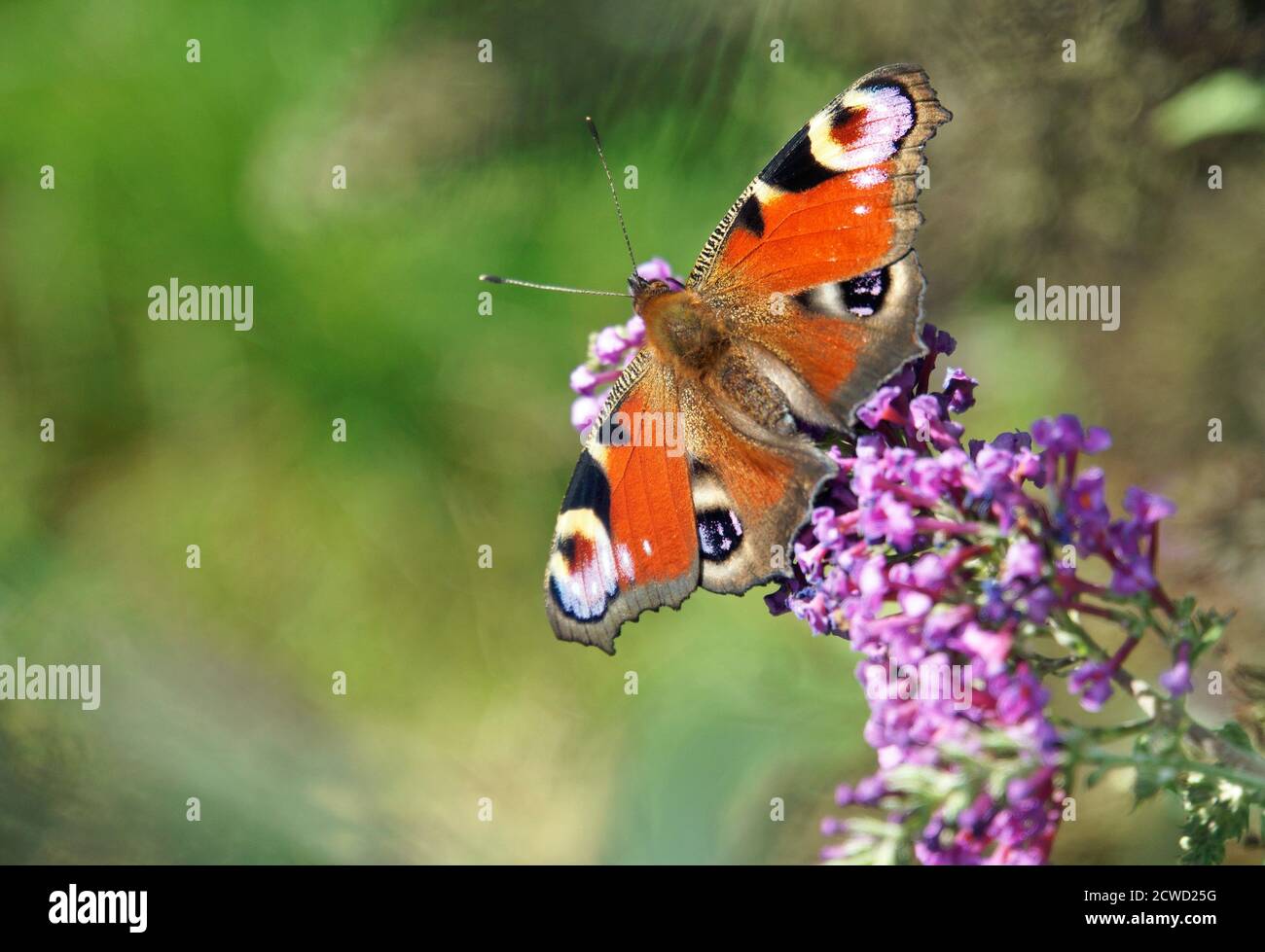 Bright, beautiful butterfly with eyes on the wings on a purple flower ...