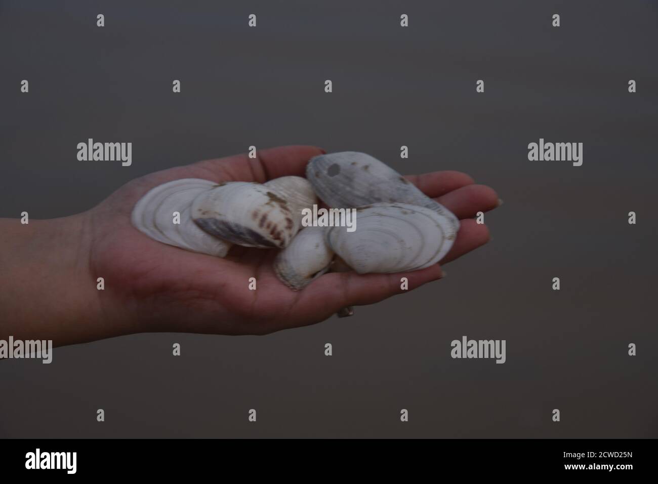 Female hand holding seashells Stock Photo - Alamy