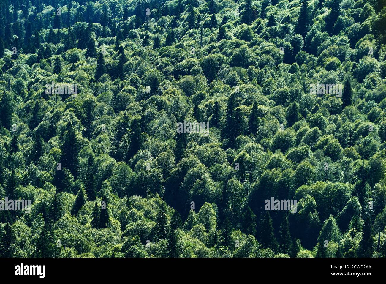 landscape. background - bird's eye view of the mixed coniferous forest ...