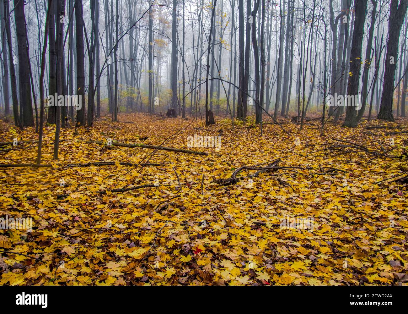 Enchanted forest landscapes hi-res stock photography and images - Alamy