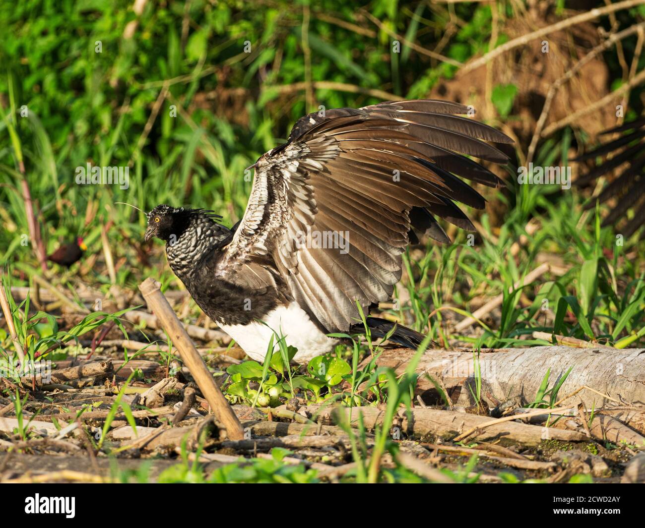 An adult horned screamer, Anhima cornuta, on the Río El Dorado, Amazon ...