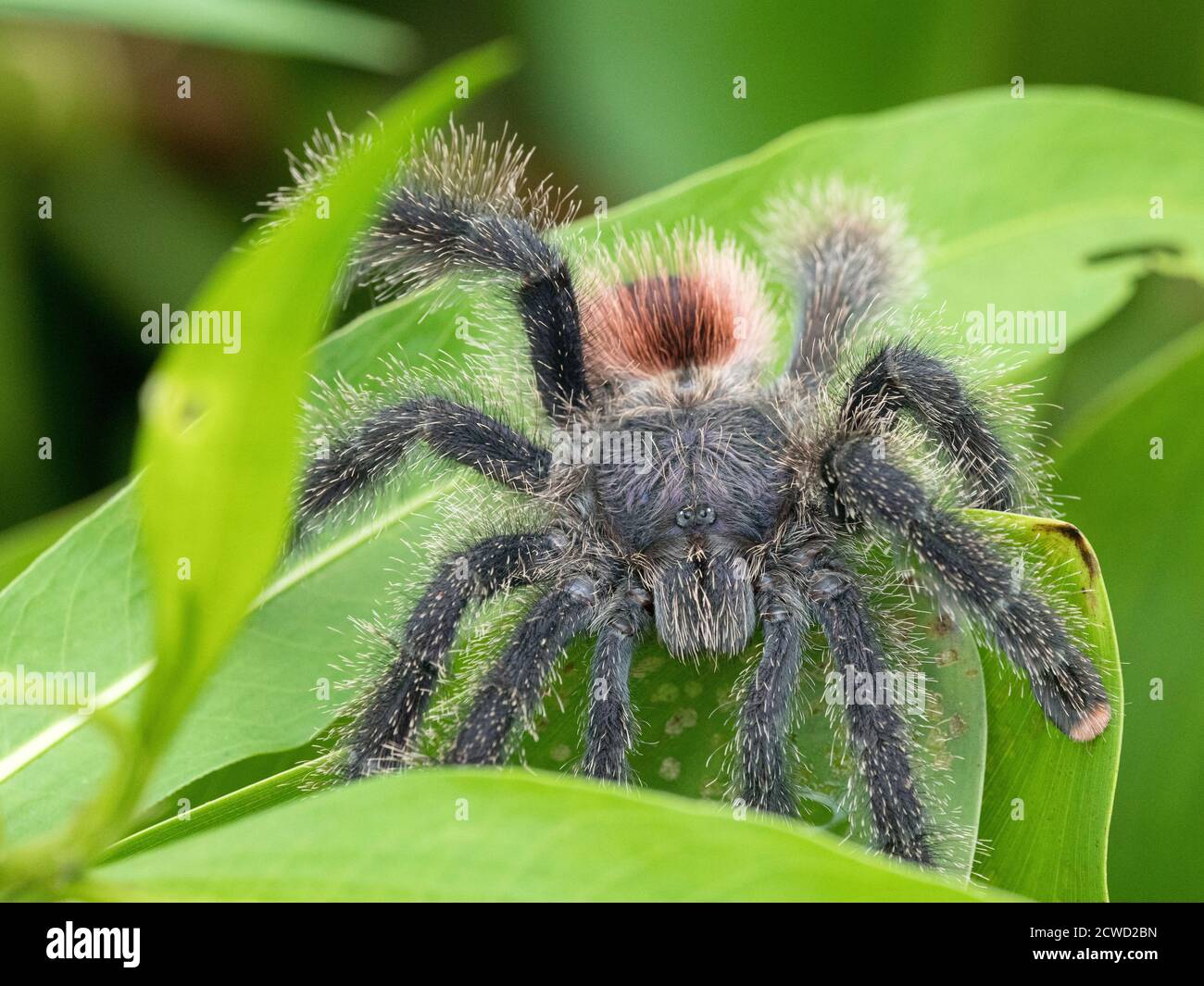 Peruvian pinktoe tarantula hi-res stock photography and images - Alamy